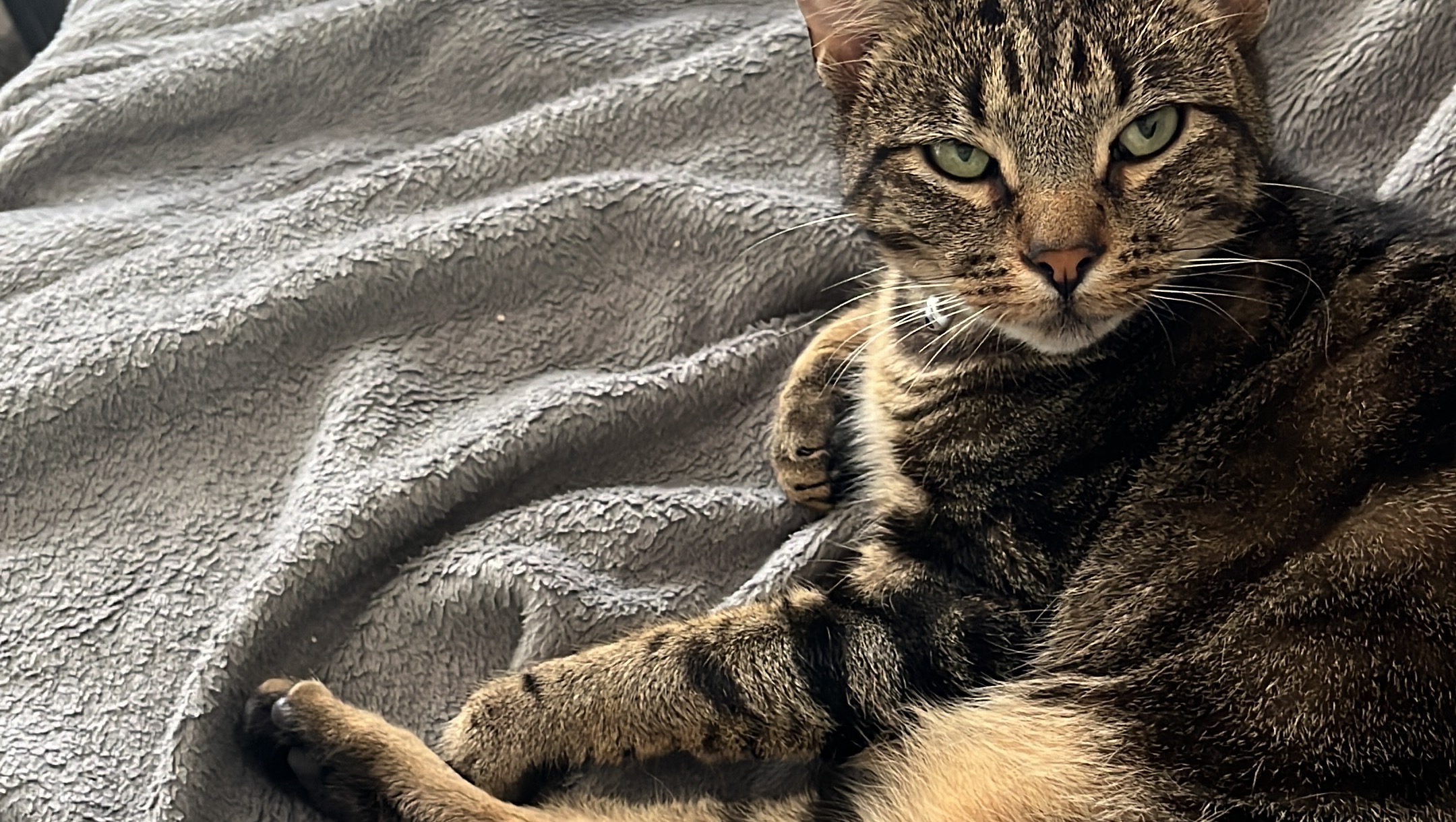 Fundraiser by Hayley Stewart : Injured cat