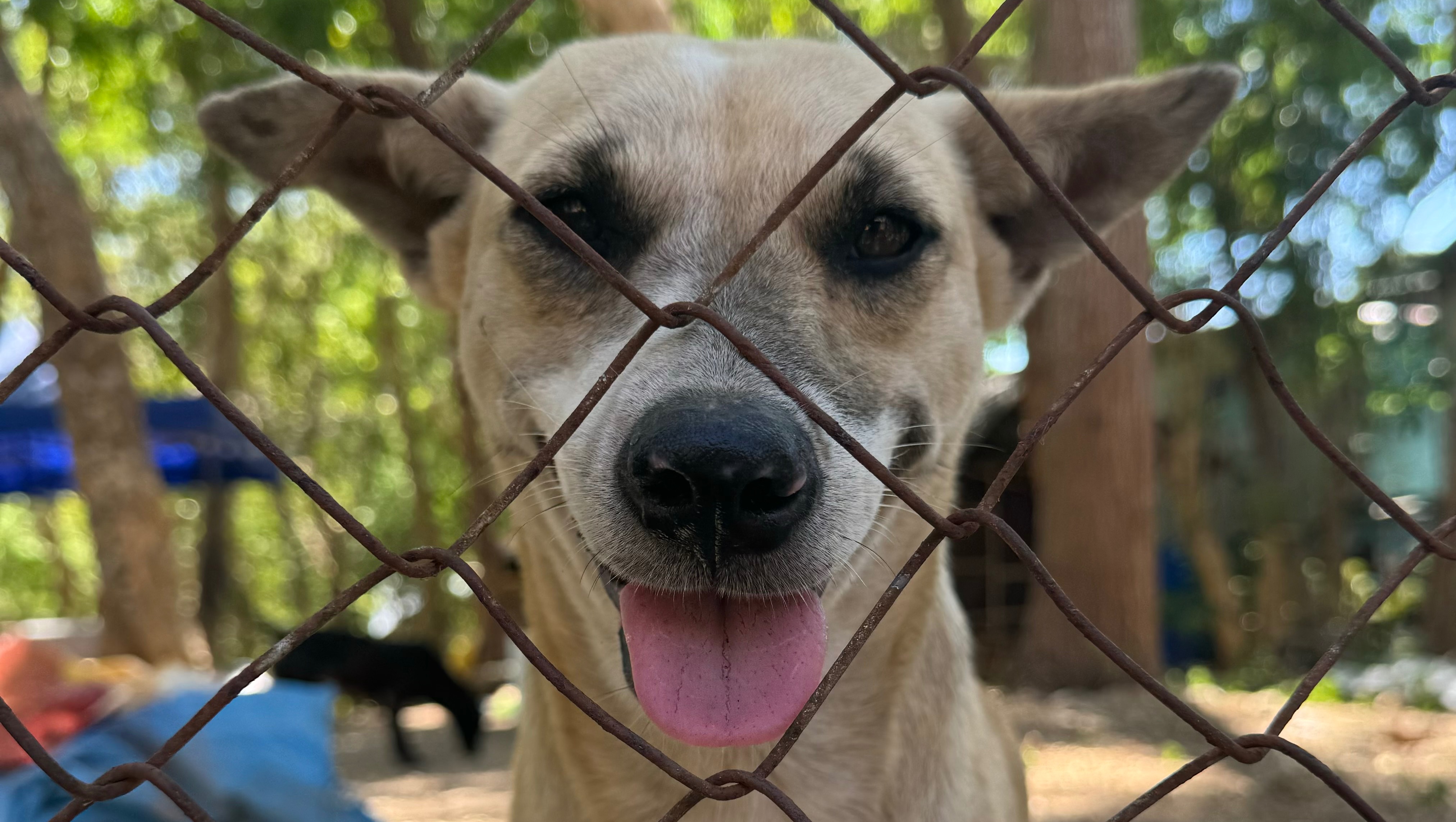 Fundraiser by Jessica Langstreth : Helping the Dogs & Cats of Boracay