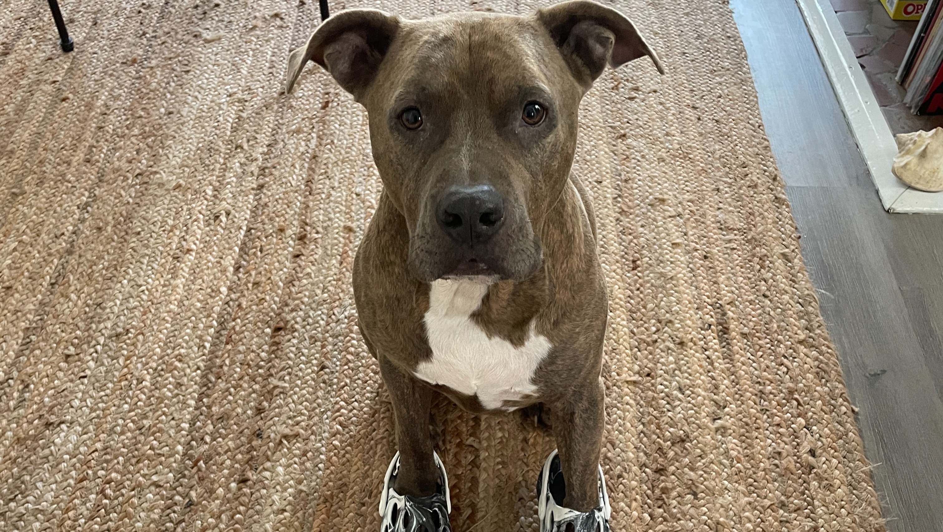 Fundraiser by Rashad Riddick : Tookie needs your help