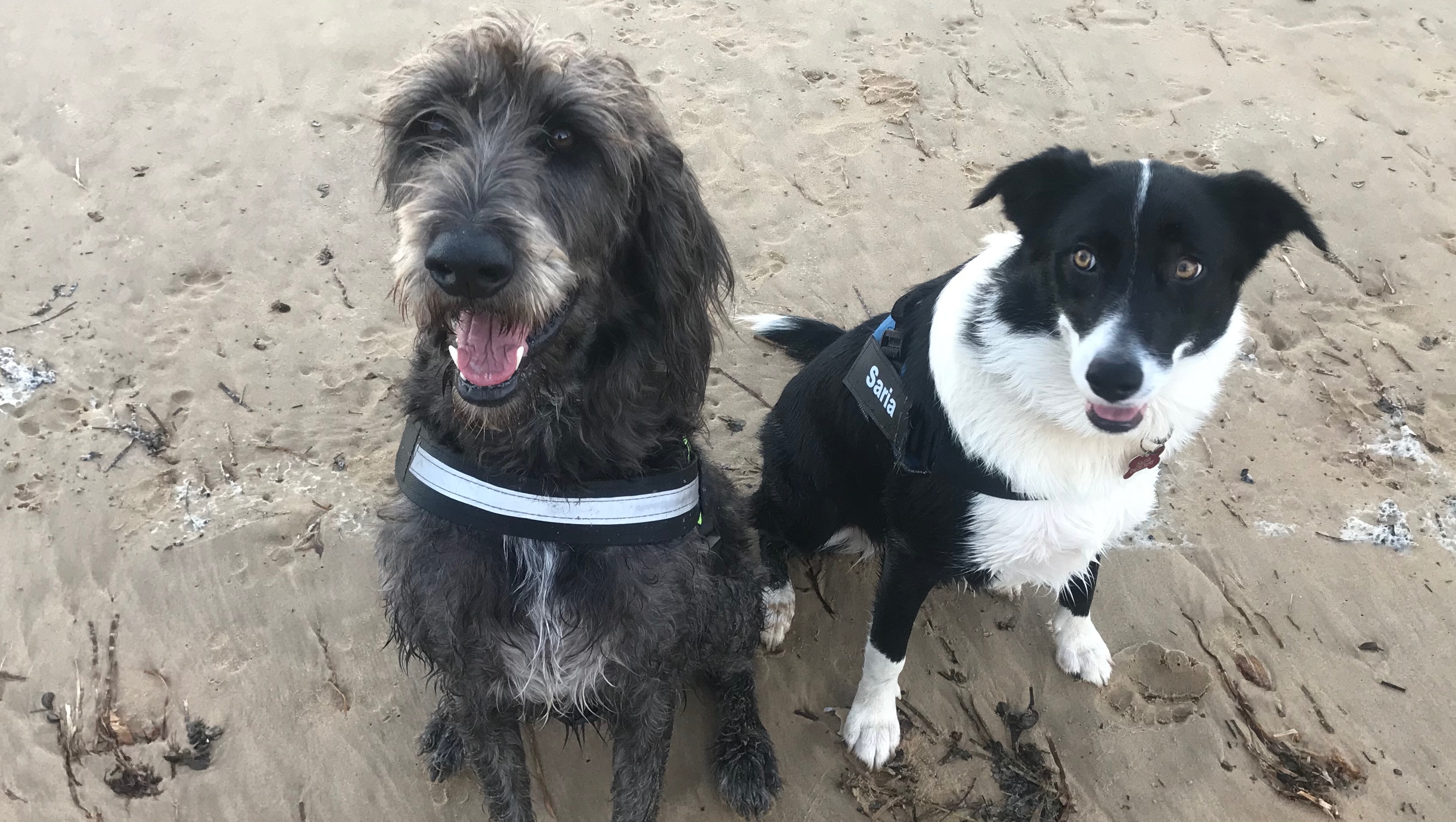 Fundraiser by Jordan Reeves : TPO Surgery for Comet’s Hips