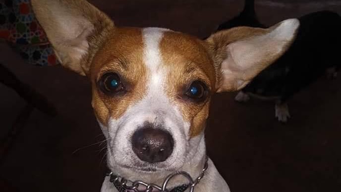 Fundraiser by Cari Graves : Save GizzyGirl