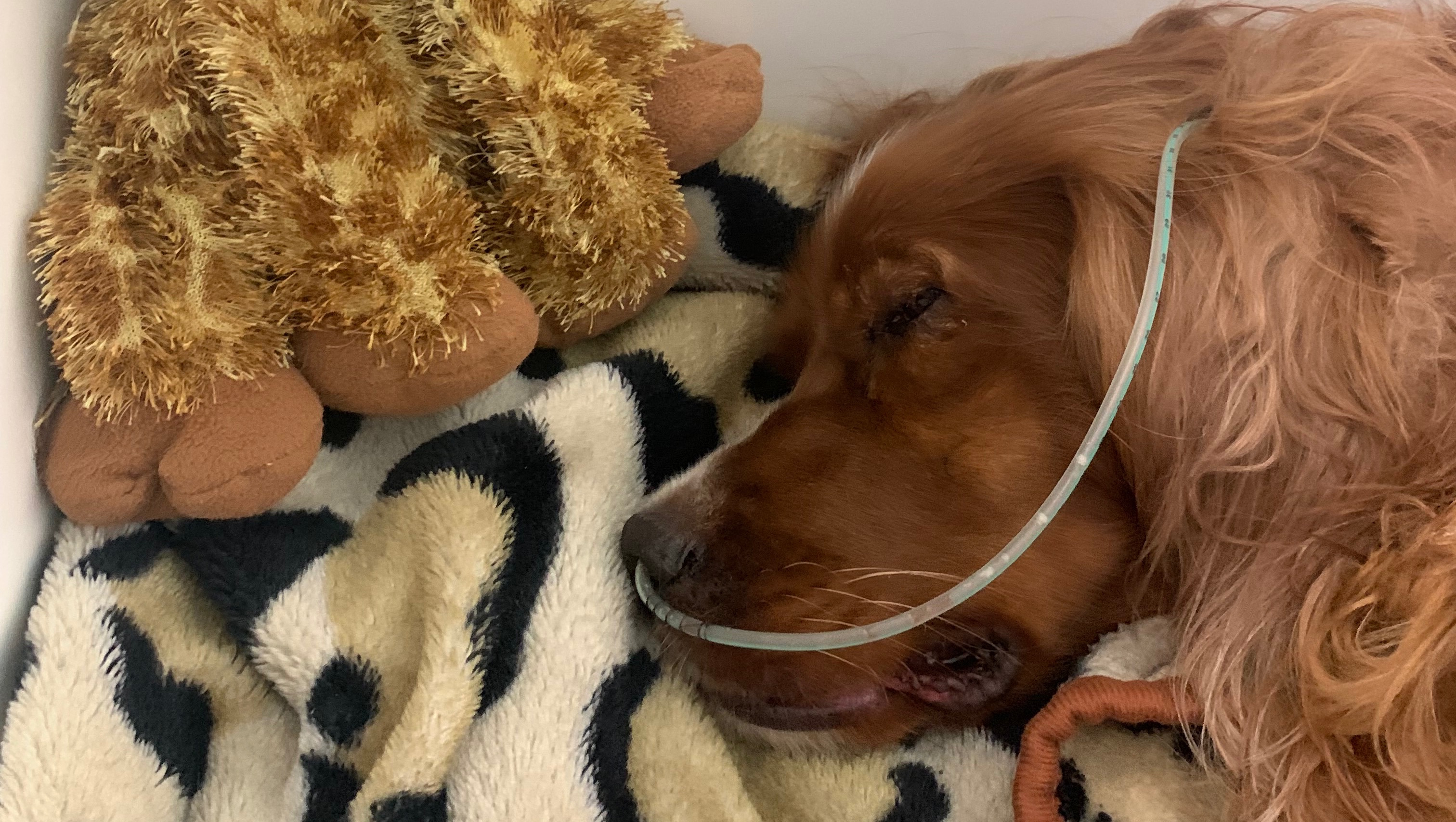 Fundraiser by Adele Schofield : Marco needs your help, we all do