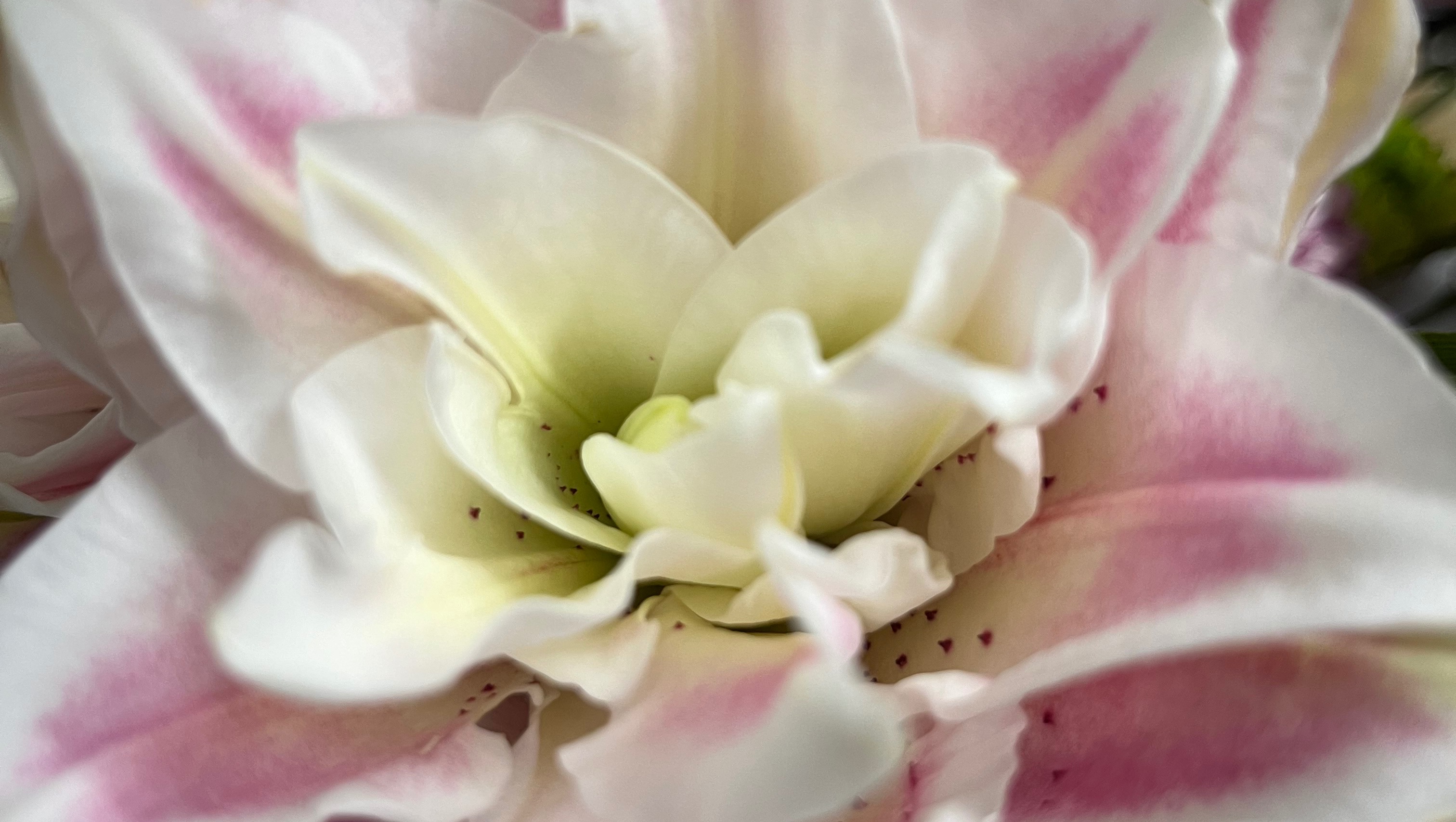 Fundraiser for Lisa Rath by Nicole Wills : Lisa “Celia” Rath