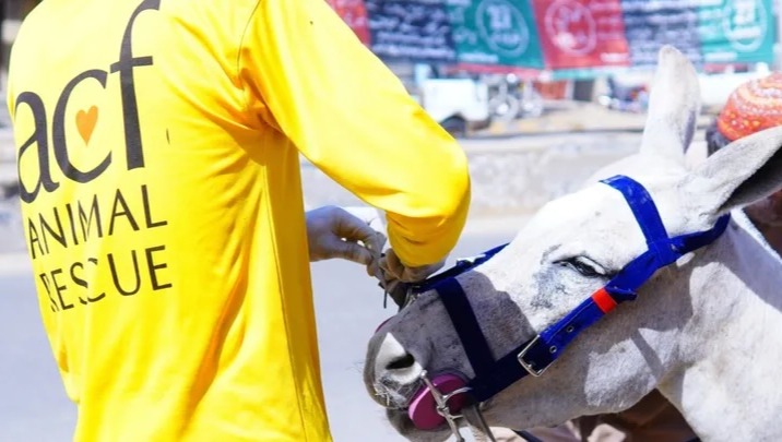 Fundraiser by ACF Animal Rescue USA : From Streets to Sanctuary ...