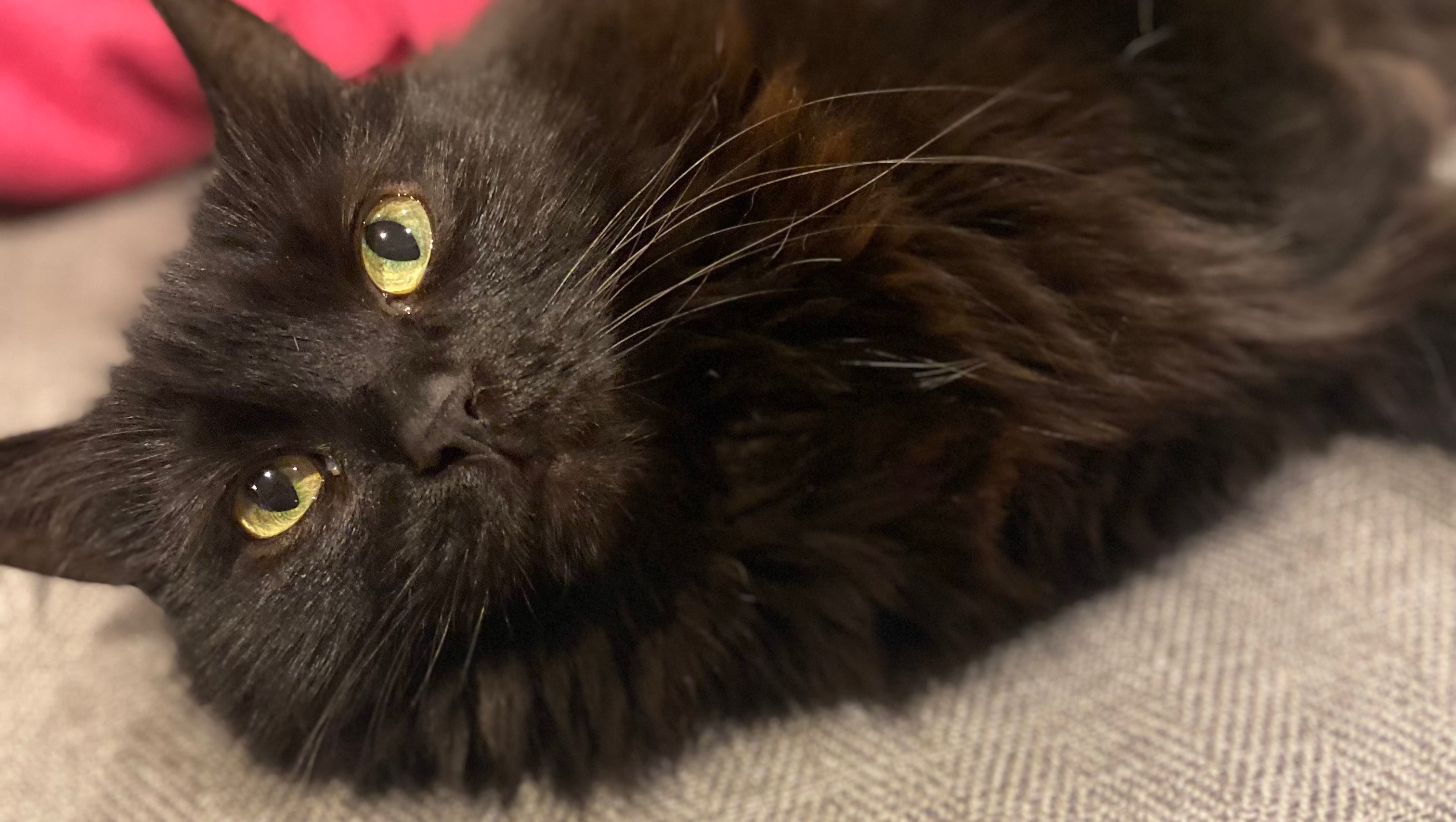 Fundraiser for Cassandra Beck by jordan glisch : Unexpected Surgery for ...