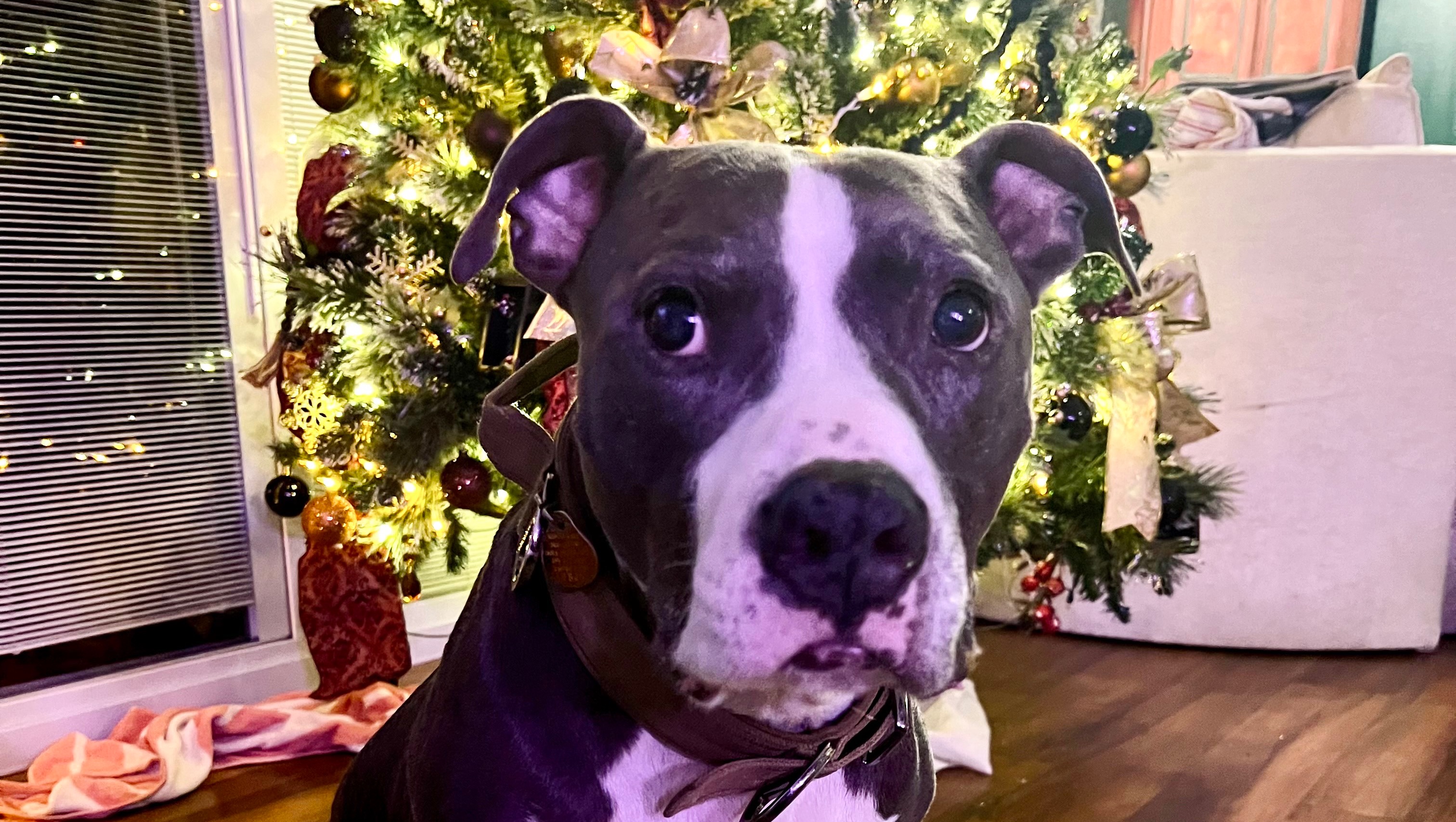 Fundraiser by Edward Mcvea : Tanner’s Emergency eye surgery