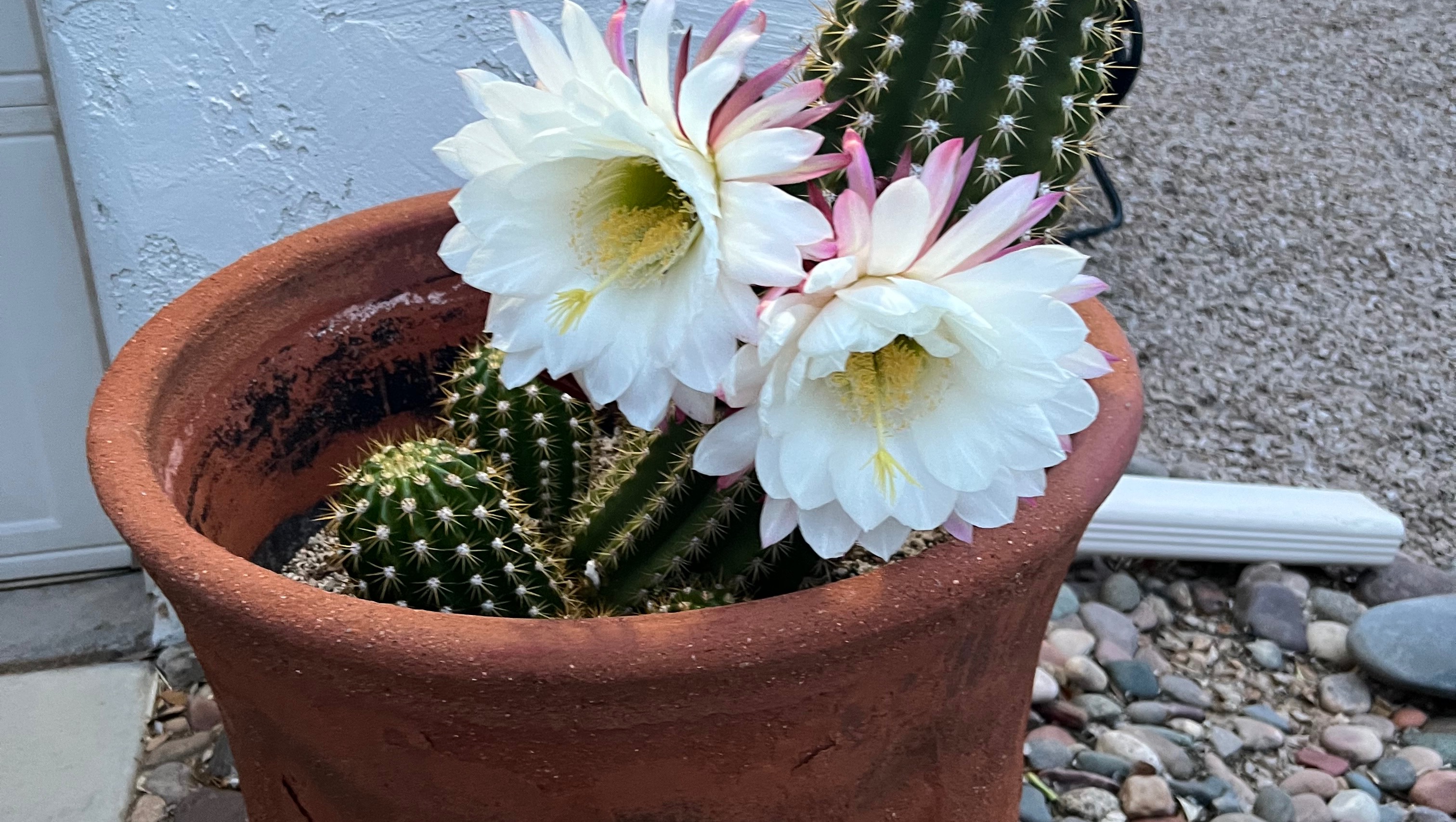 Fundraiser by Corinne Mayo : Tracy Coleman lost her husband Cliff