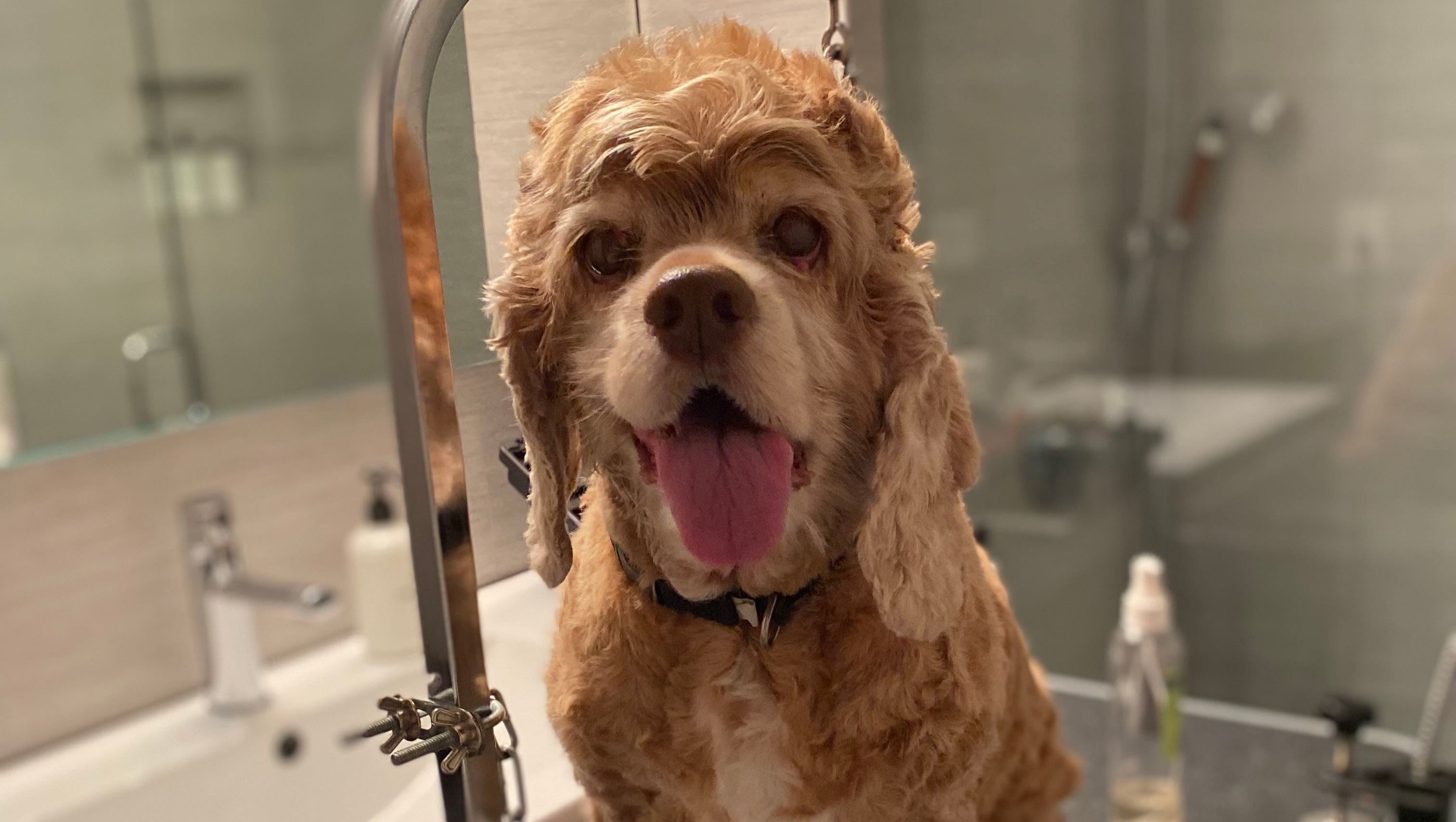 Fundraiser by Roberto Berrocal : Argia's second TECA-BO ear surgery at ...