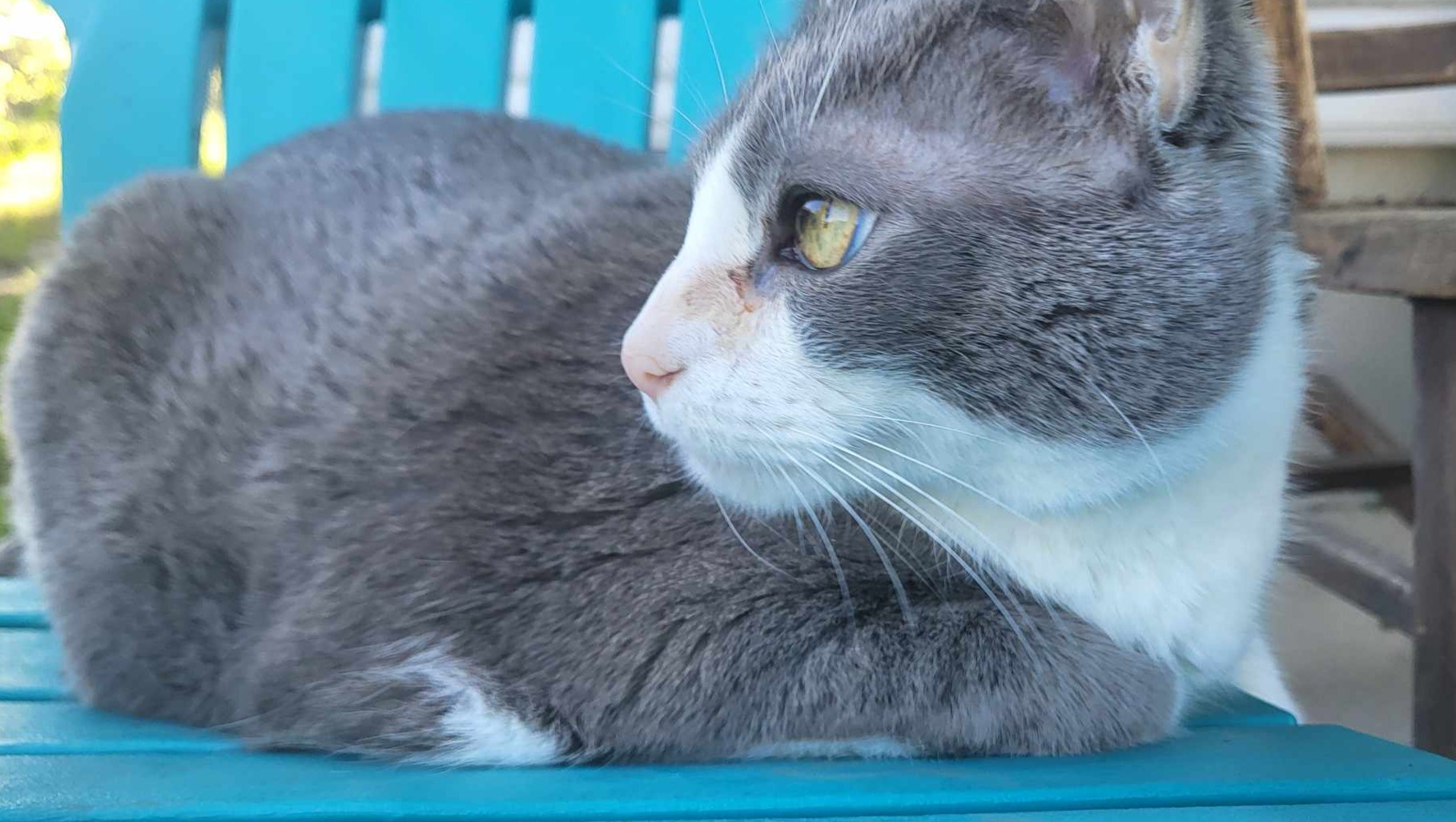 Fundraiser by Kenneth Flippin : Polypaw needs lump surgery