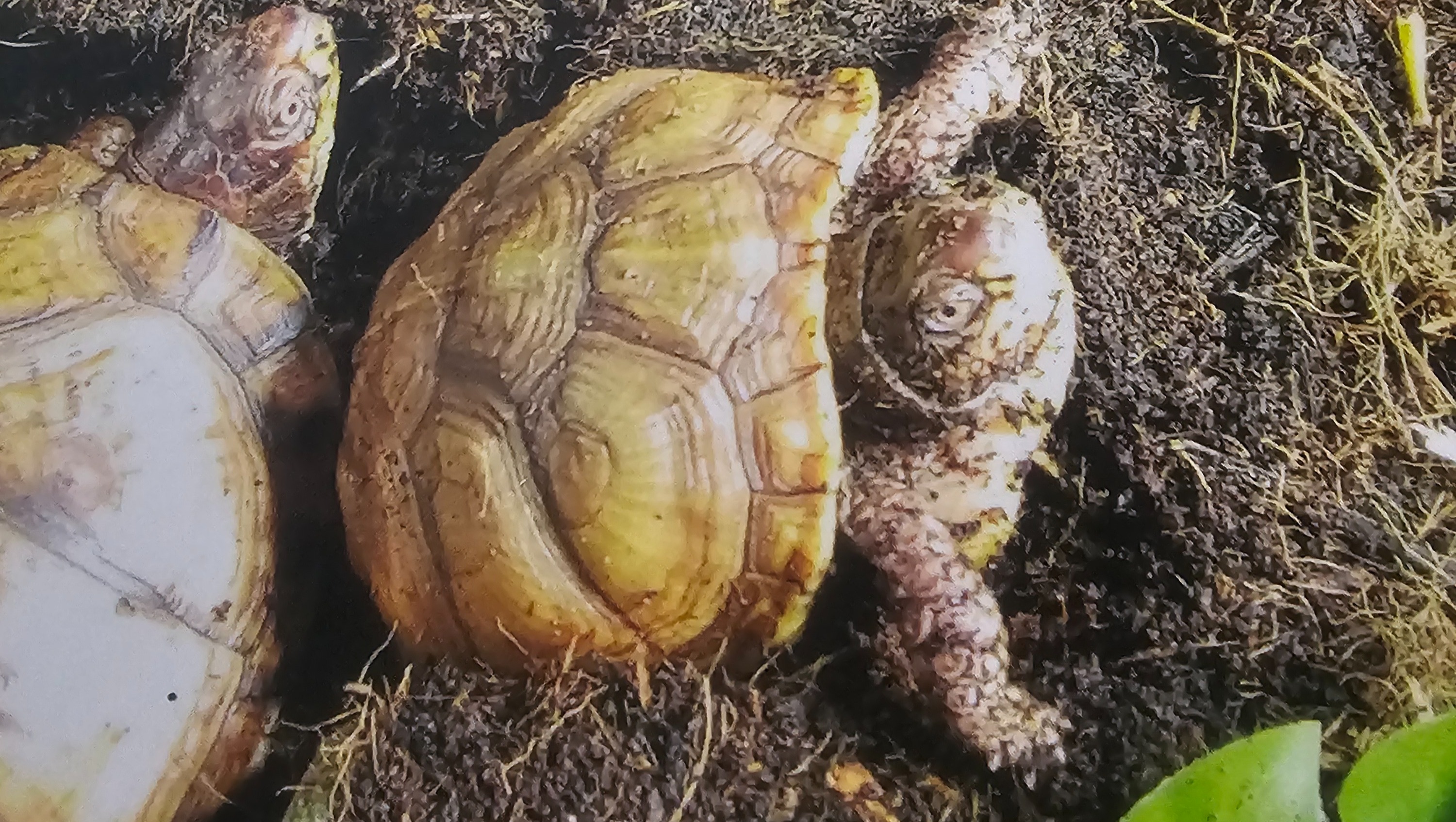 Fundraiser by Debby Hott : Eastern Box Turtle Rescue