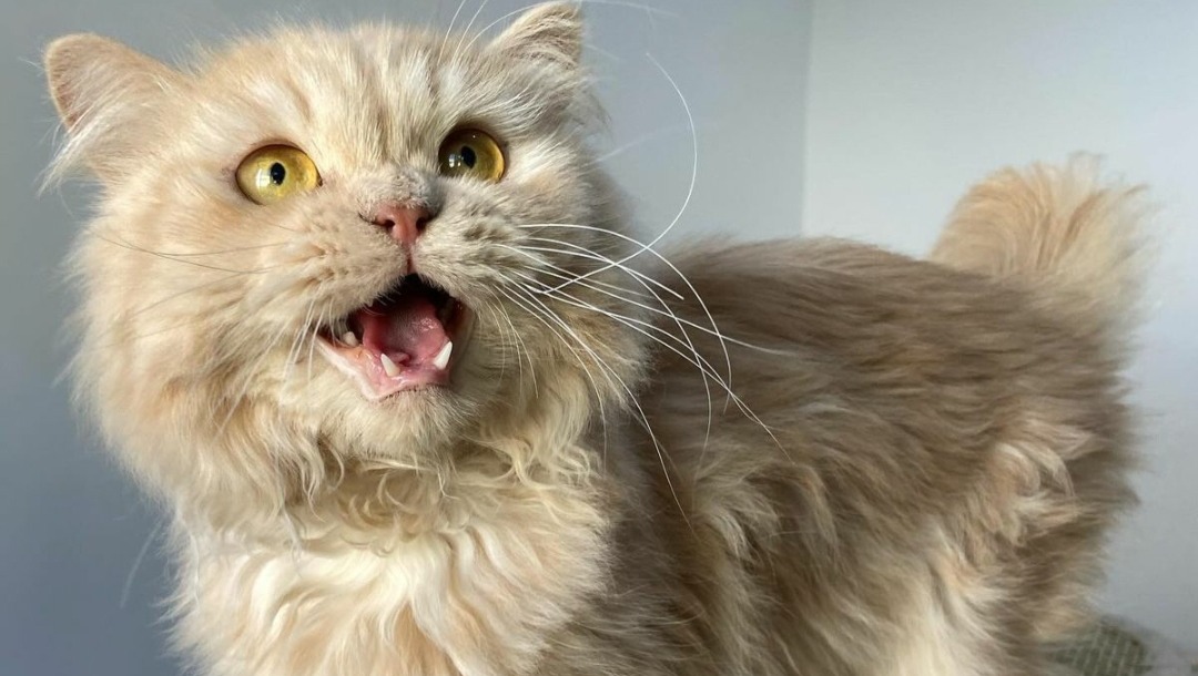 Fundraiser by Laurette Telo : Two Rescue Cats fighting Fip need your help!