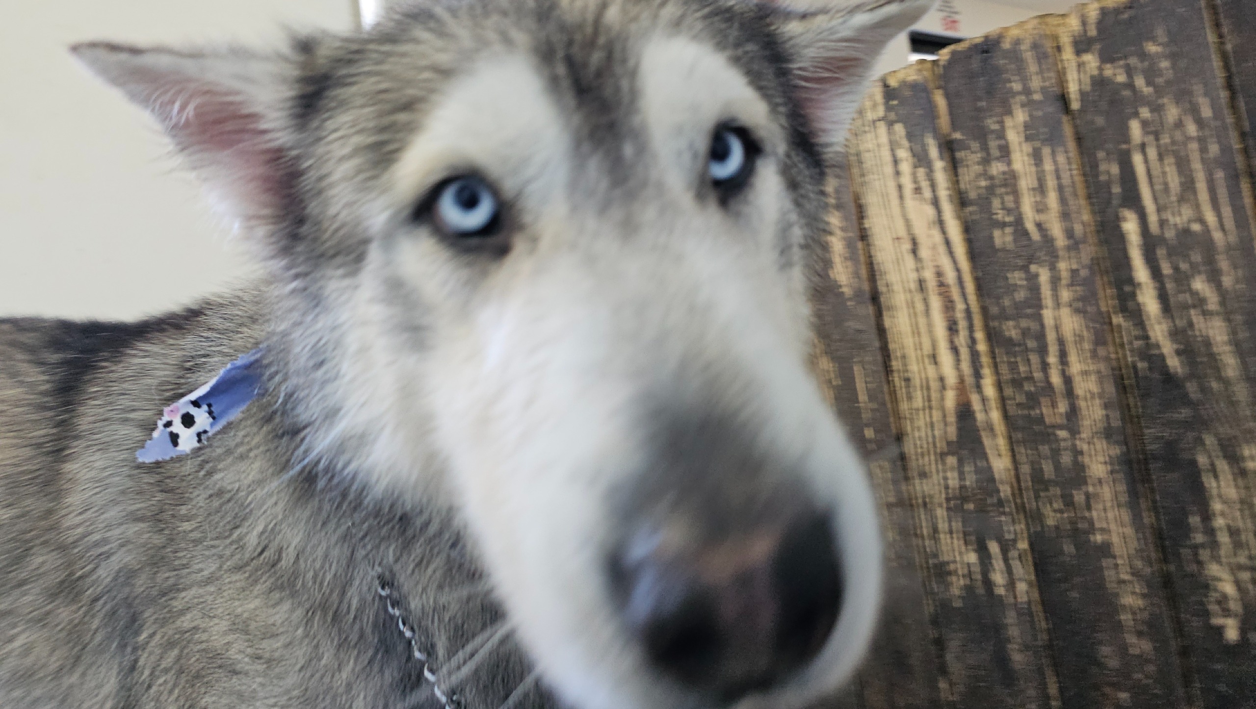 Fundraiser by Barbara Houston : Join Barbara in Saving Buddy the Husky