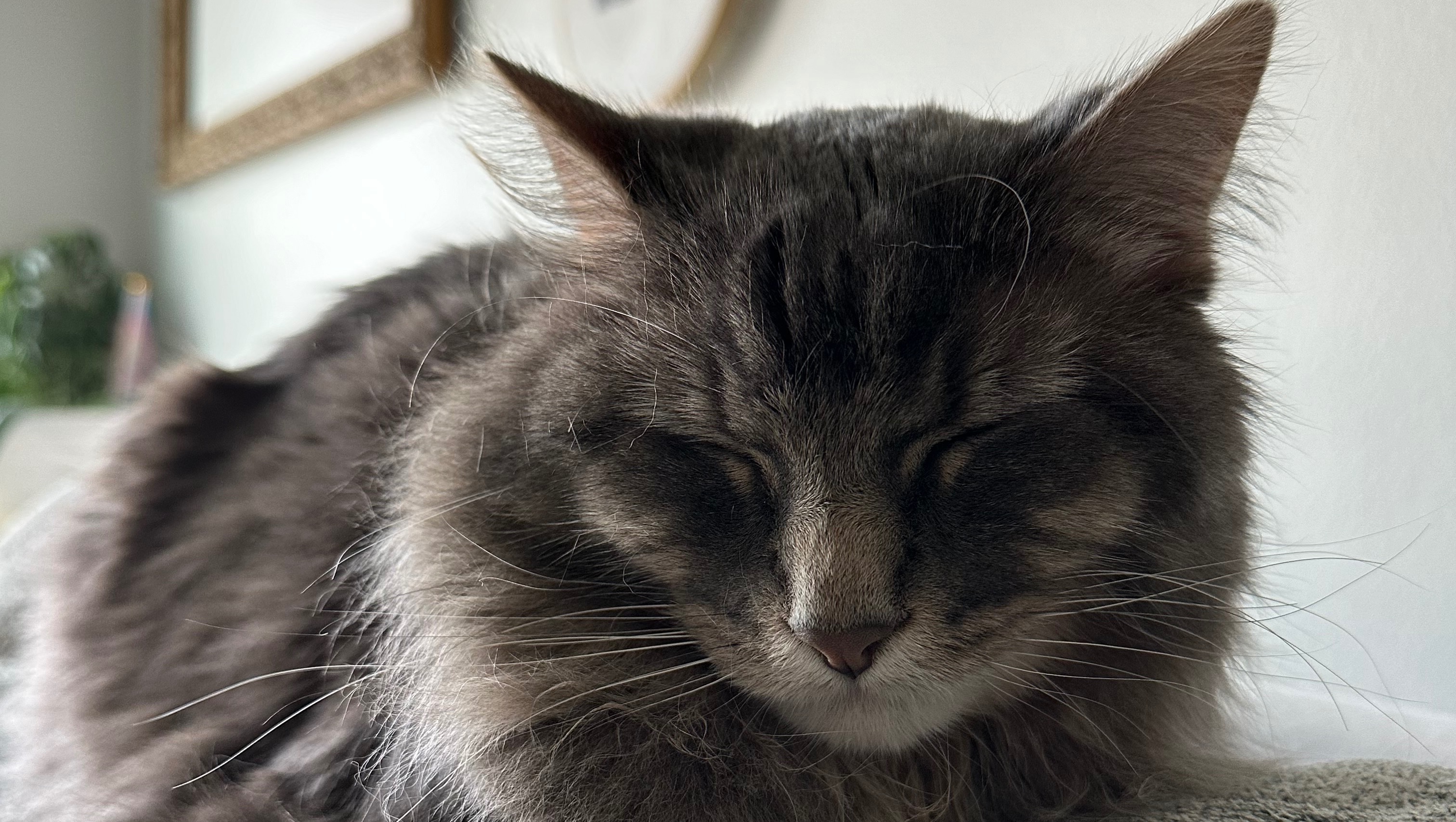 Fundraiser by Erika Eveleth : need help paying vet bill