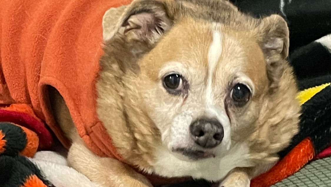 Fundraiser by Christine Narvaez : Help my baby get the surgery he needs