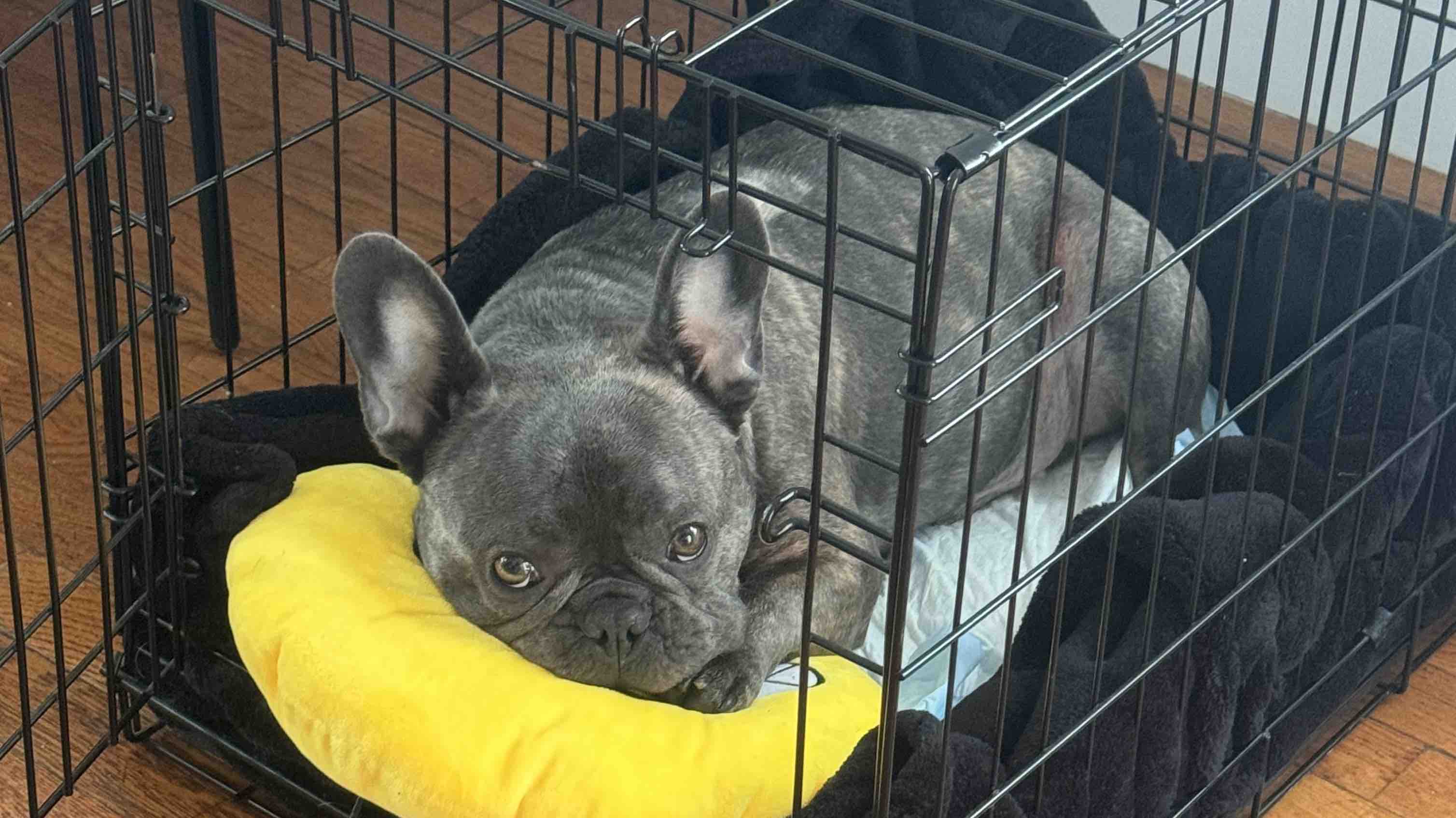 Fundraiser by Christopher Calles : Help Drako Get Back on His Paws!