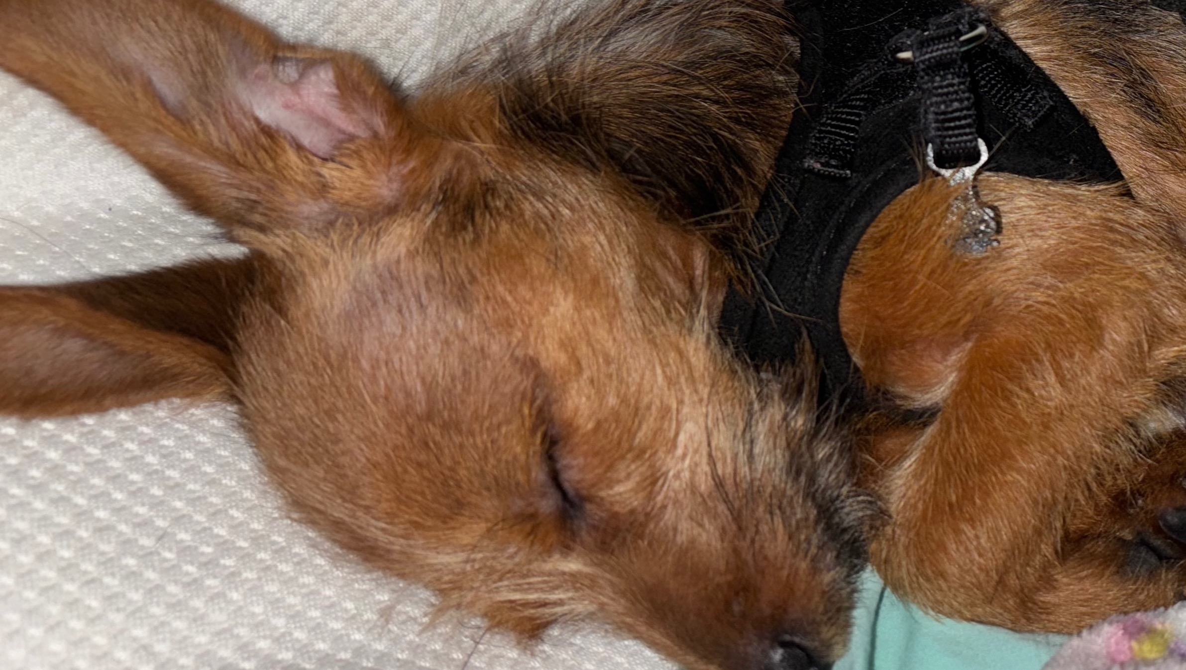 Fundraiser by JR Mata : Support Jr's Family in Saving Baby Choco