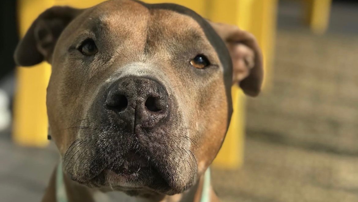 Fundraiser for Nicole Floyd by Shelby Bisaccio : Support Nikki in Nala ...