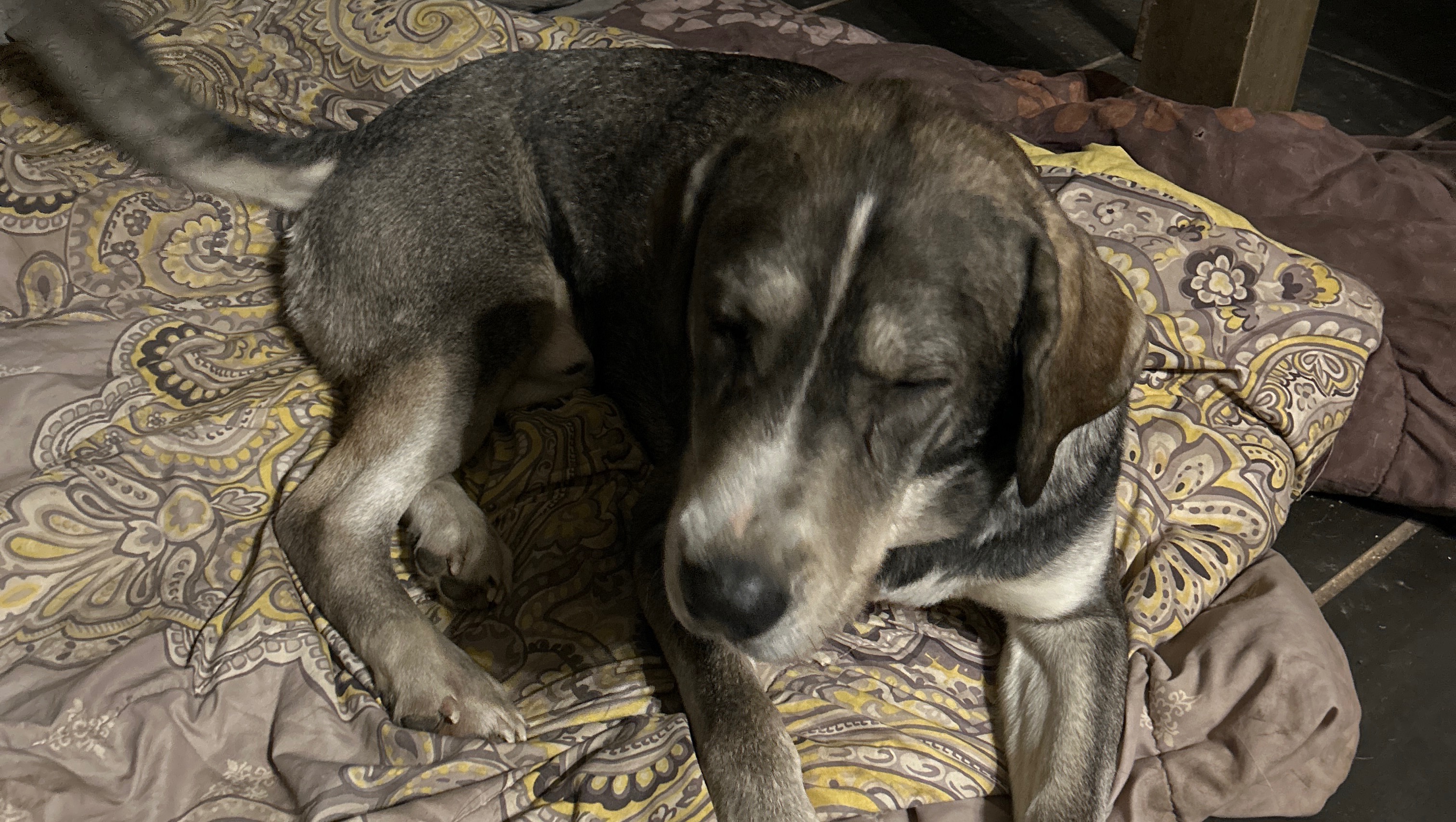 Fundraiser by Bryan Ludvigsen : Please help zeke with femur surgery