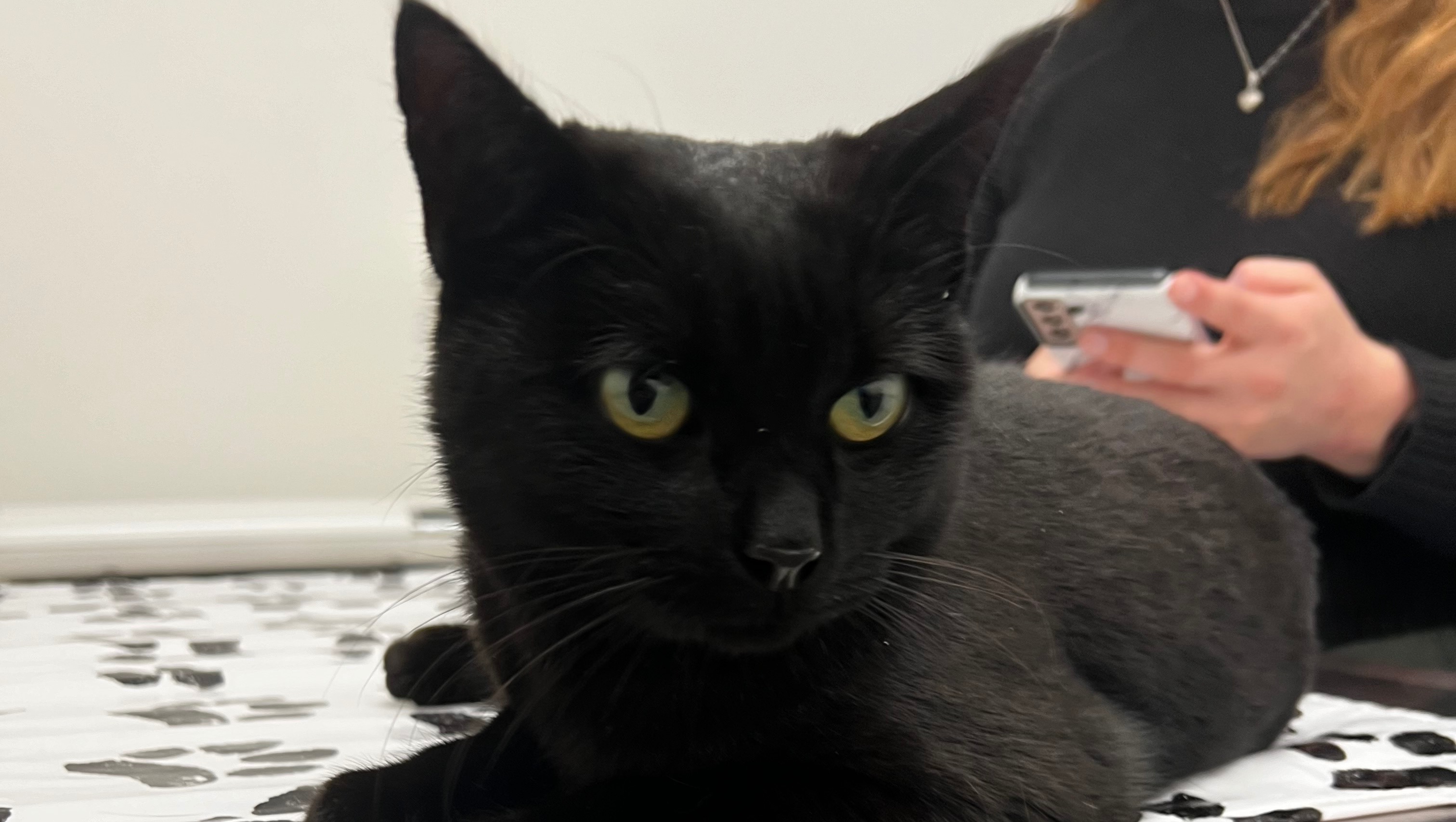 Fundraiser for Sophie Stack by Sam Lacy : Please please help my girl ...