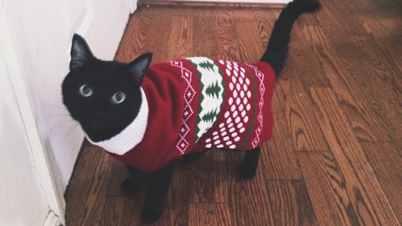 Fundraiser by Morgan Mellinger : Please Help Support Bo’s Unexpected ...