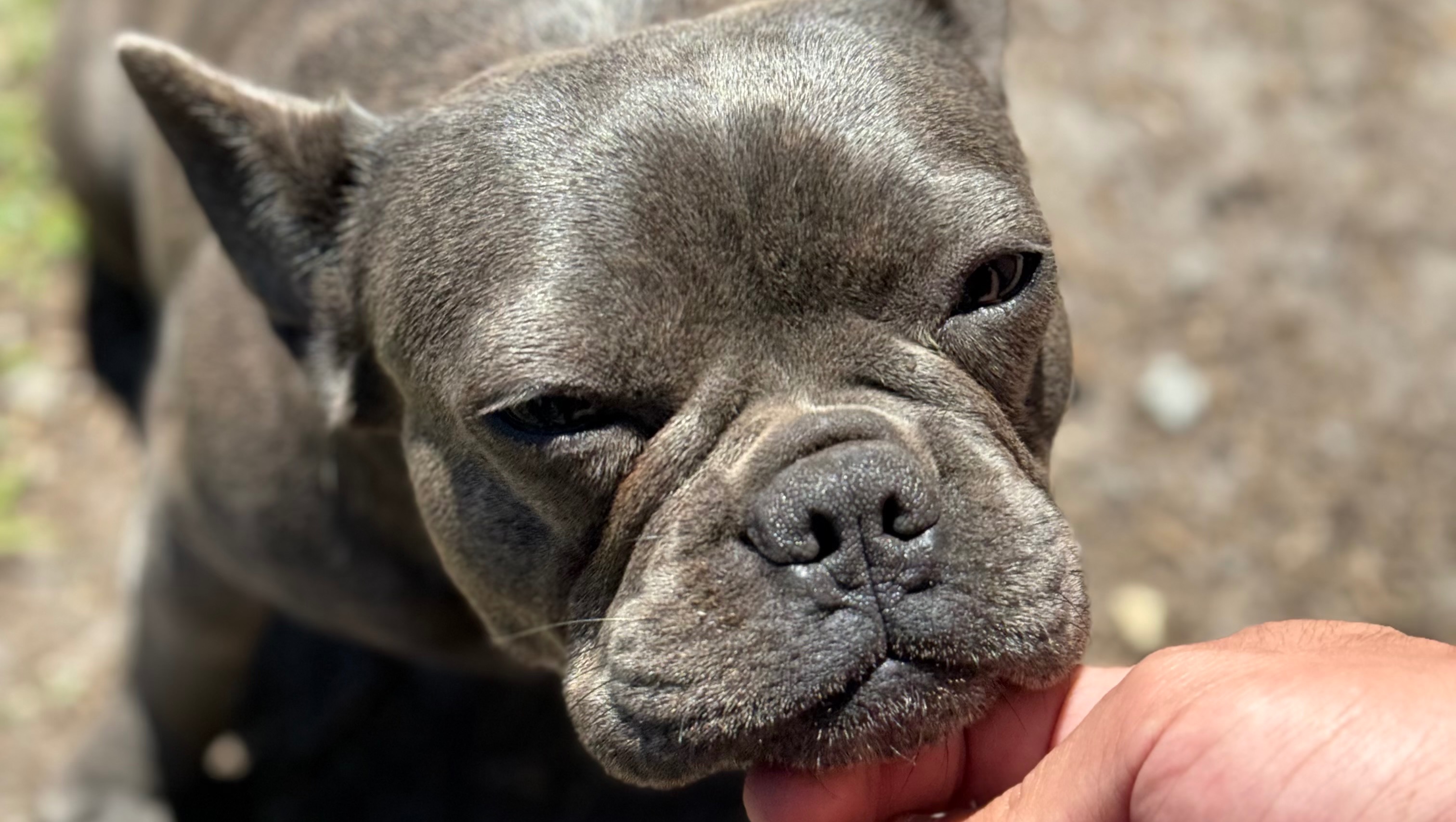 Fundraiser by Geraldine Moreno : Jada’s Eye - Emergency Vet Care