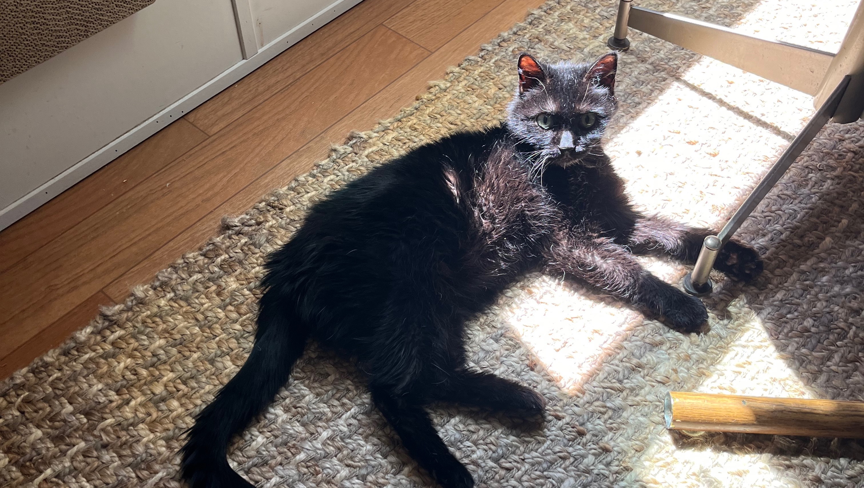 Fundraiser by Marissa Bird : Persephone’s Thyroid Tumor Treatment