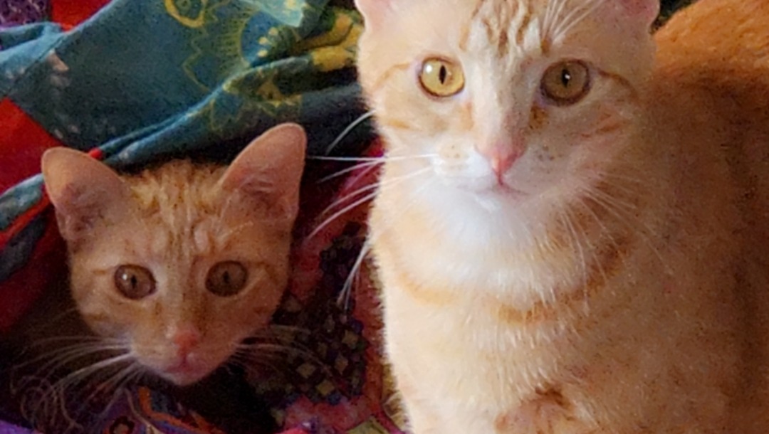 Fundraiser by Allets Champion : Support Letsy's Family in Their Fight ...