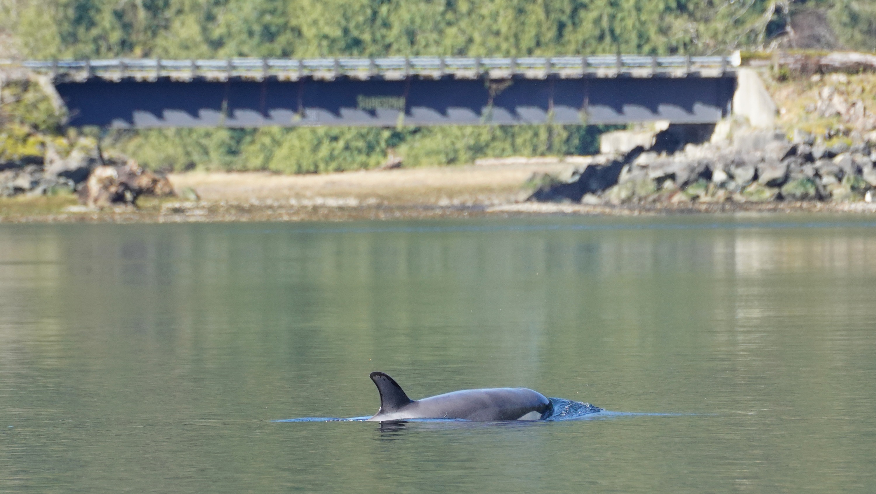 Fundraiser by Ehattesaht First Nation : kʷiisaḥiʔis Brave Little Hunter ...