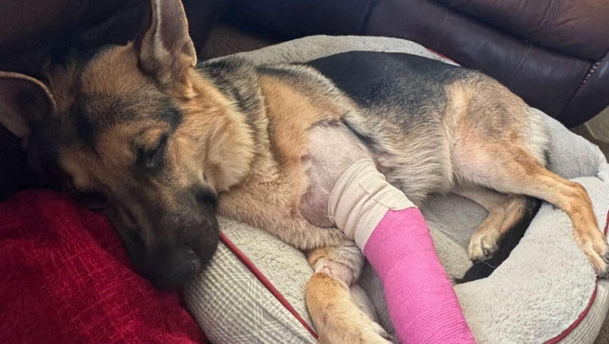 Fundraiser by Alisha Arneson : Help Coco heal from her attack...