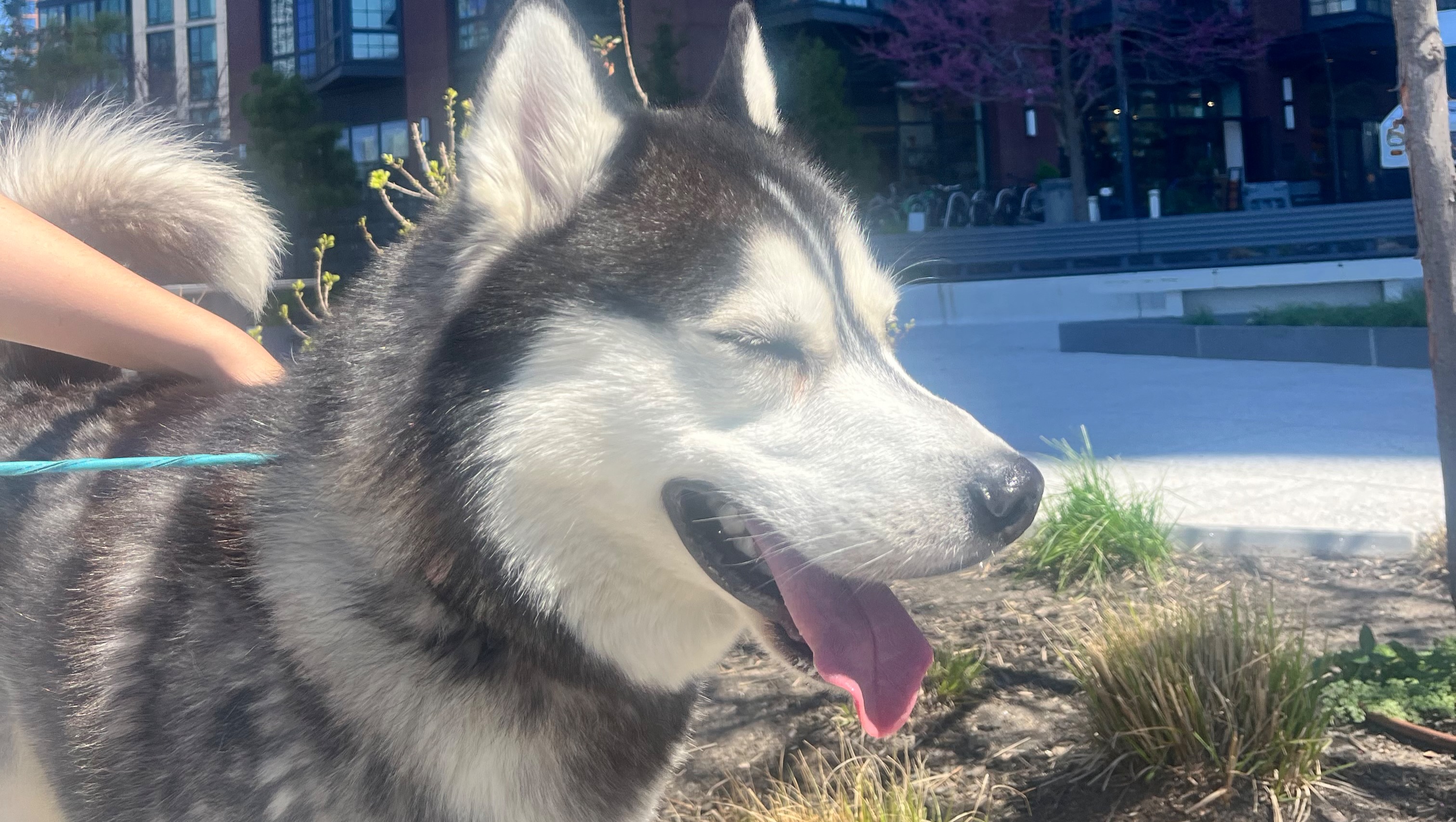 Fundraiser by Team Ace : Help Save Ace the Abandoned Husky