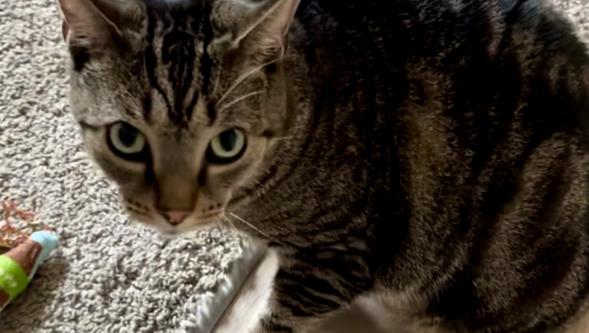 Fundraiser by Bryce Harness : Please Help Peace - Our LOVED Cat Who ...