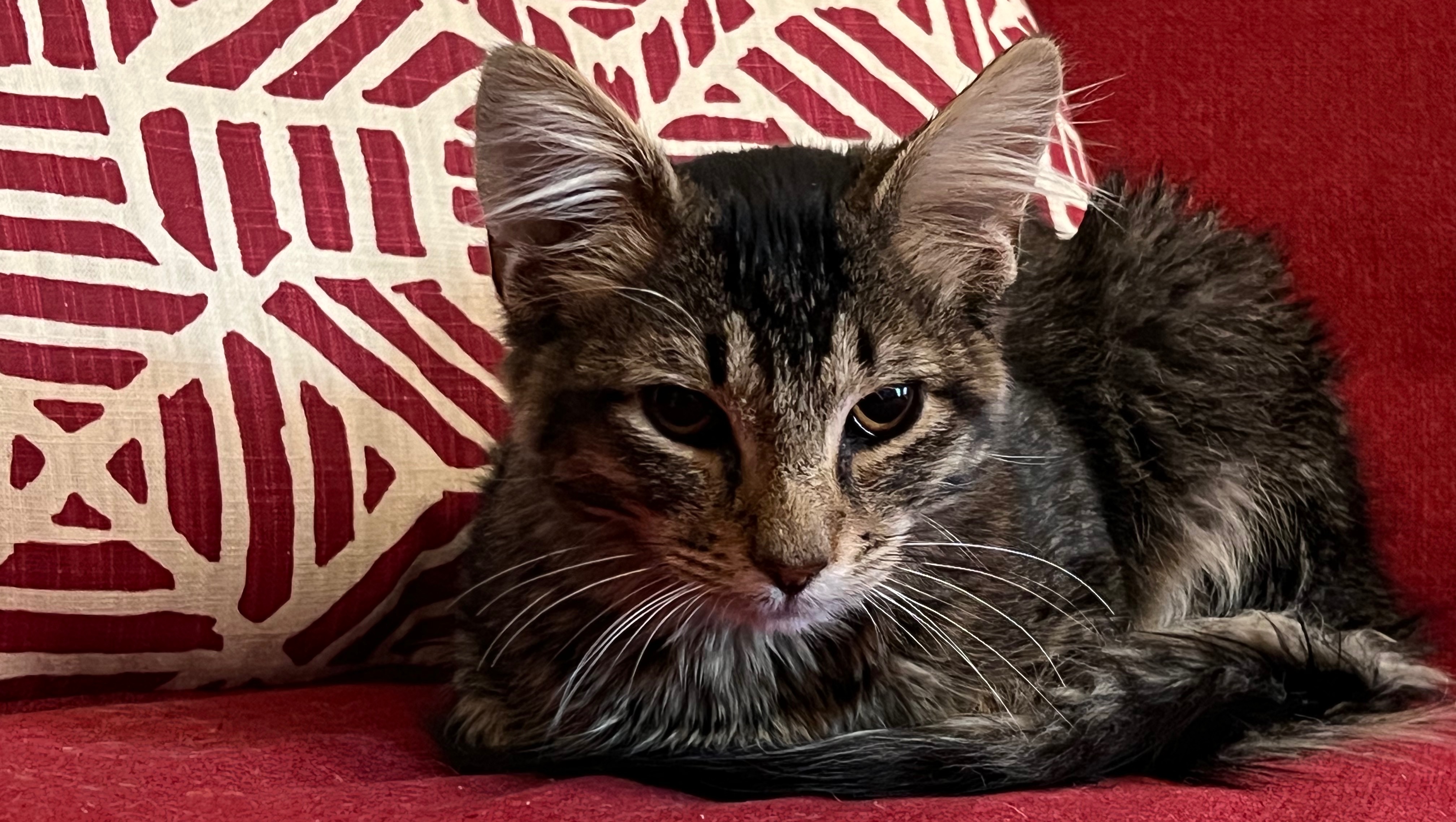 Fundraiser By Roxanne Debord Help Roxanne Save A Kittens Life