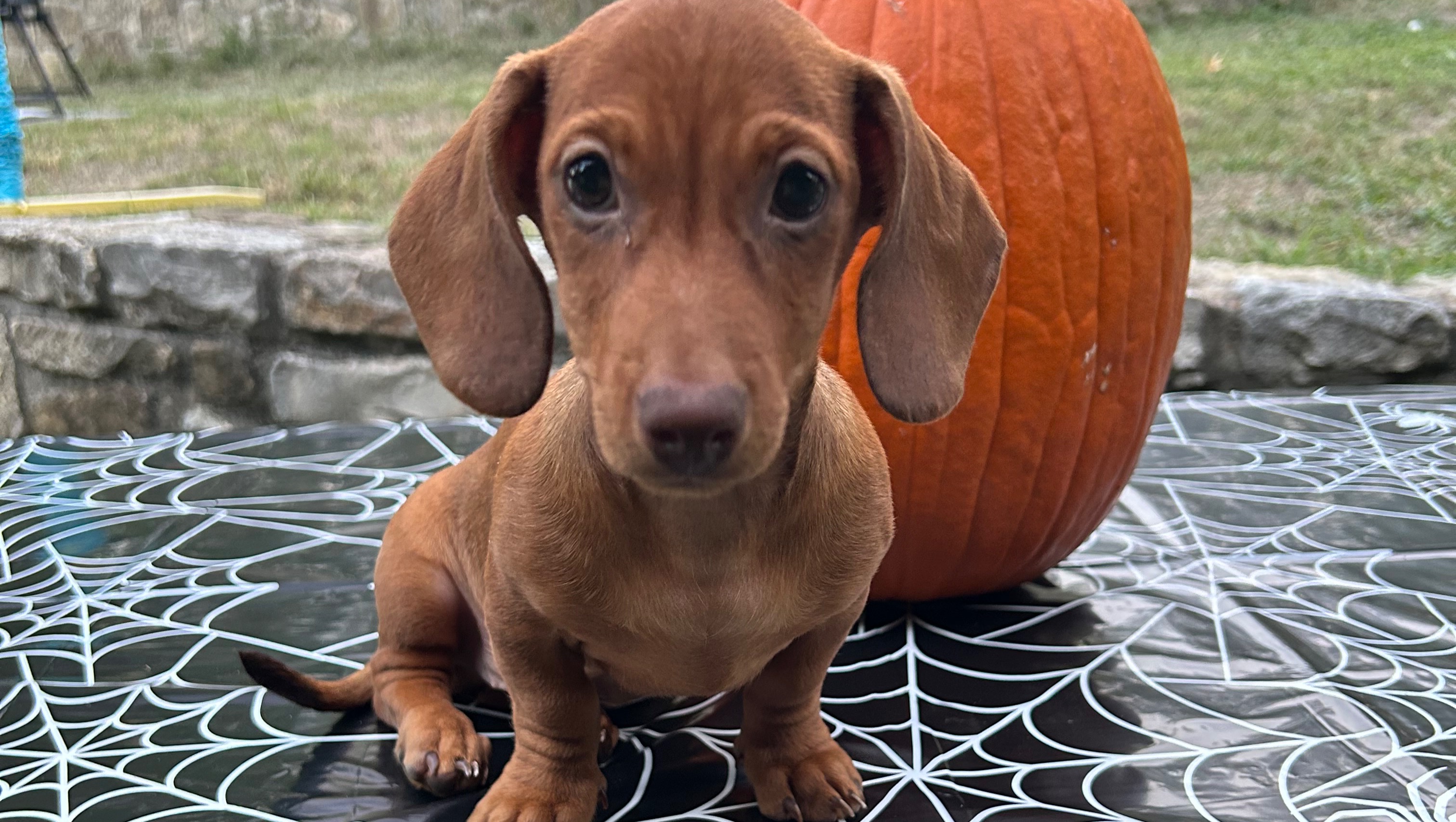 Fundraiser by Crystal Benavides : Support Finn's Journey to Healing