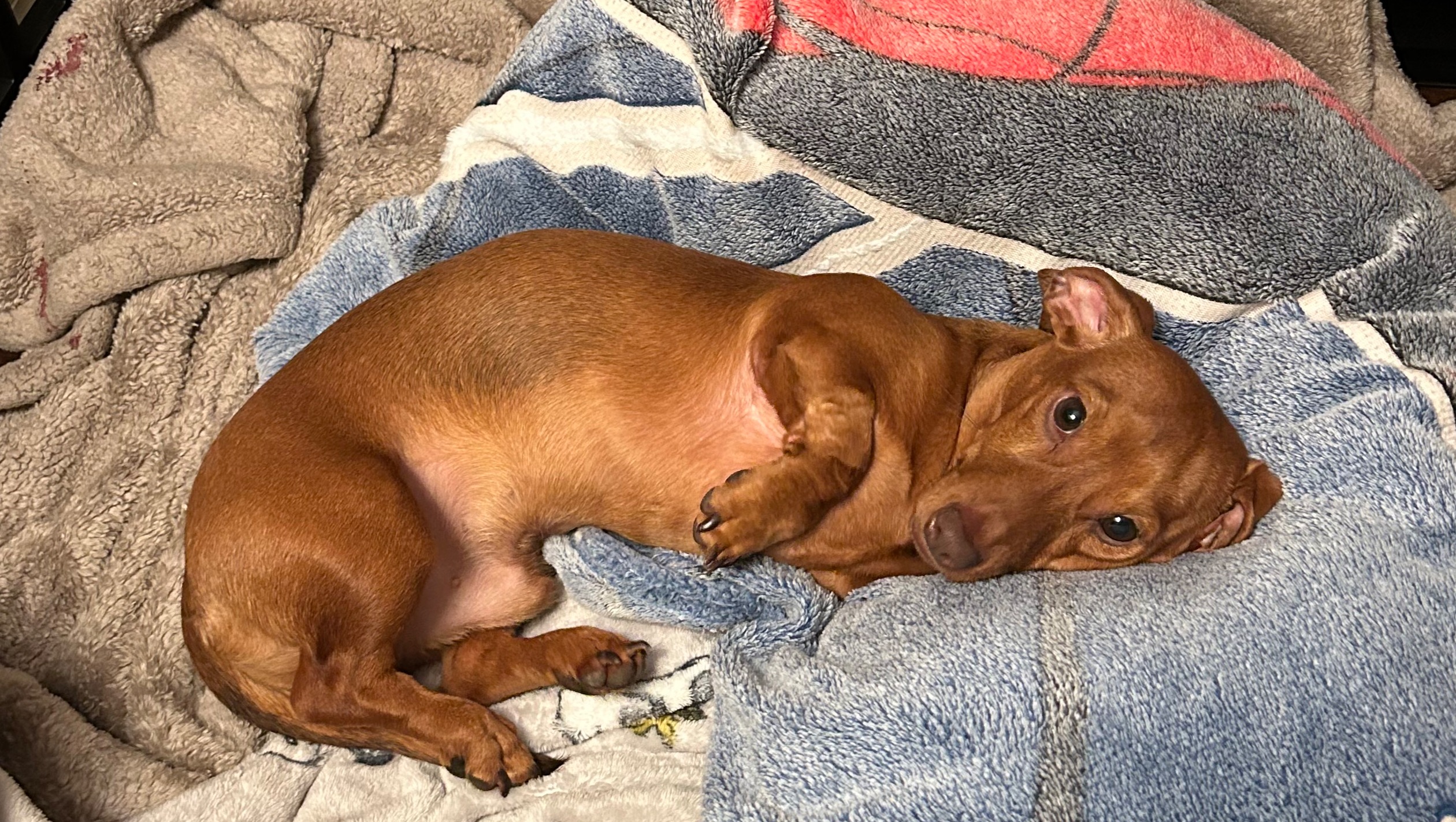 Fundraiser by Crystal Benavides : Support Finn's Journey to Healing