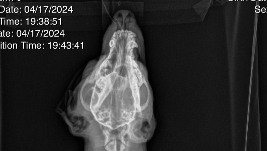 Fundraiser by Crystal Benavides : Support Finn's Journey to Healing