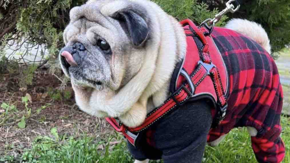 Fundraiser by Ross Yates : Captain George comes to England