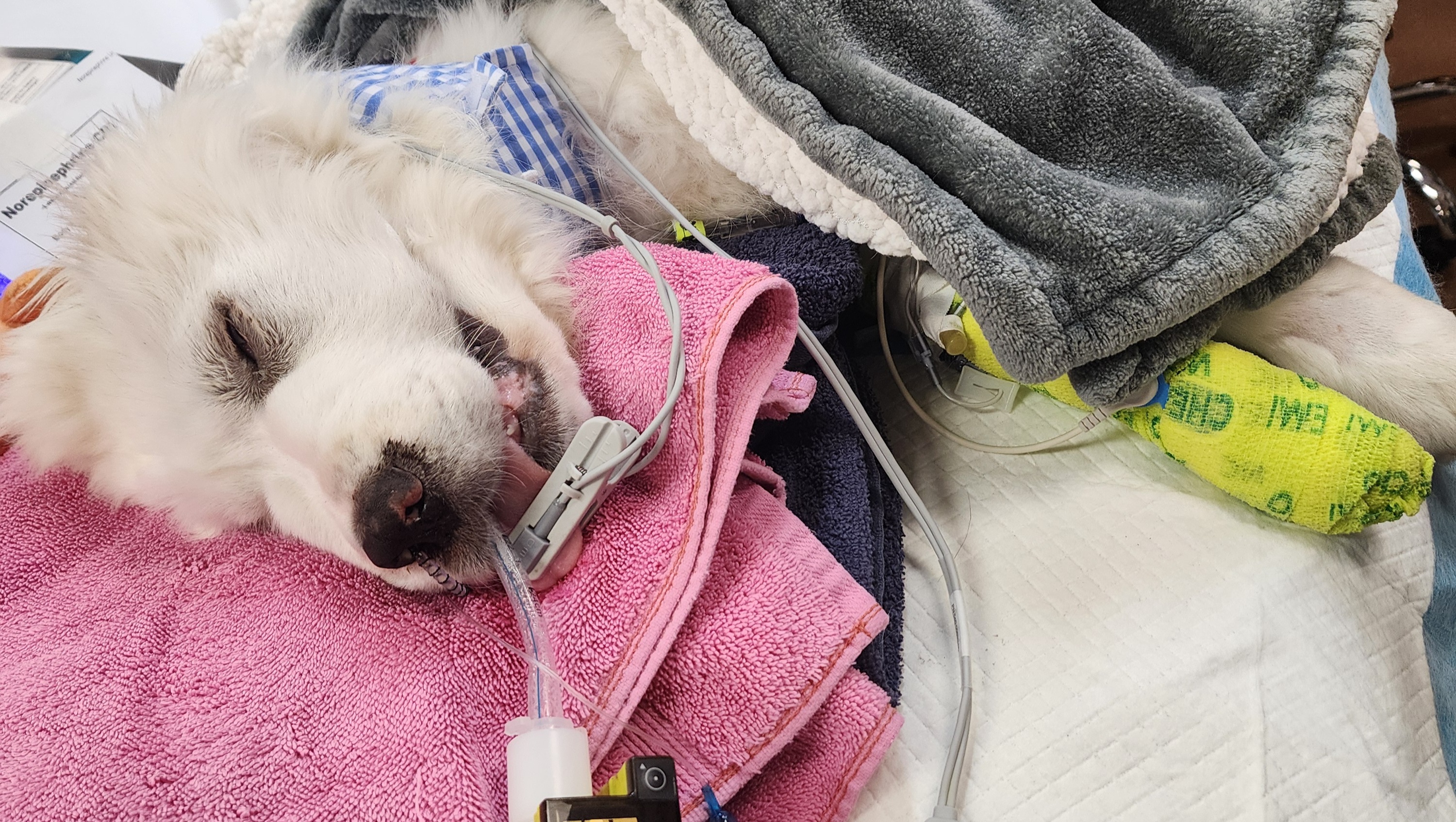 Fundraiser by sierra rommel : Join Everest's Fight for a Second Chance