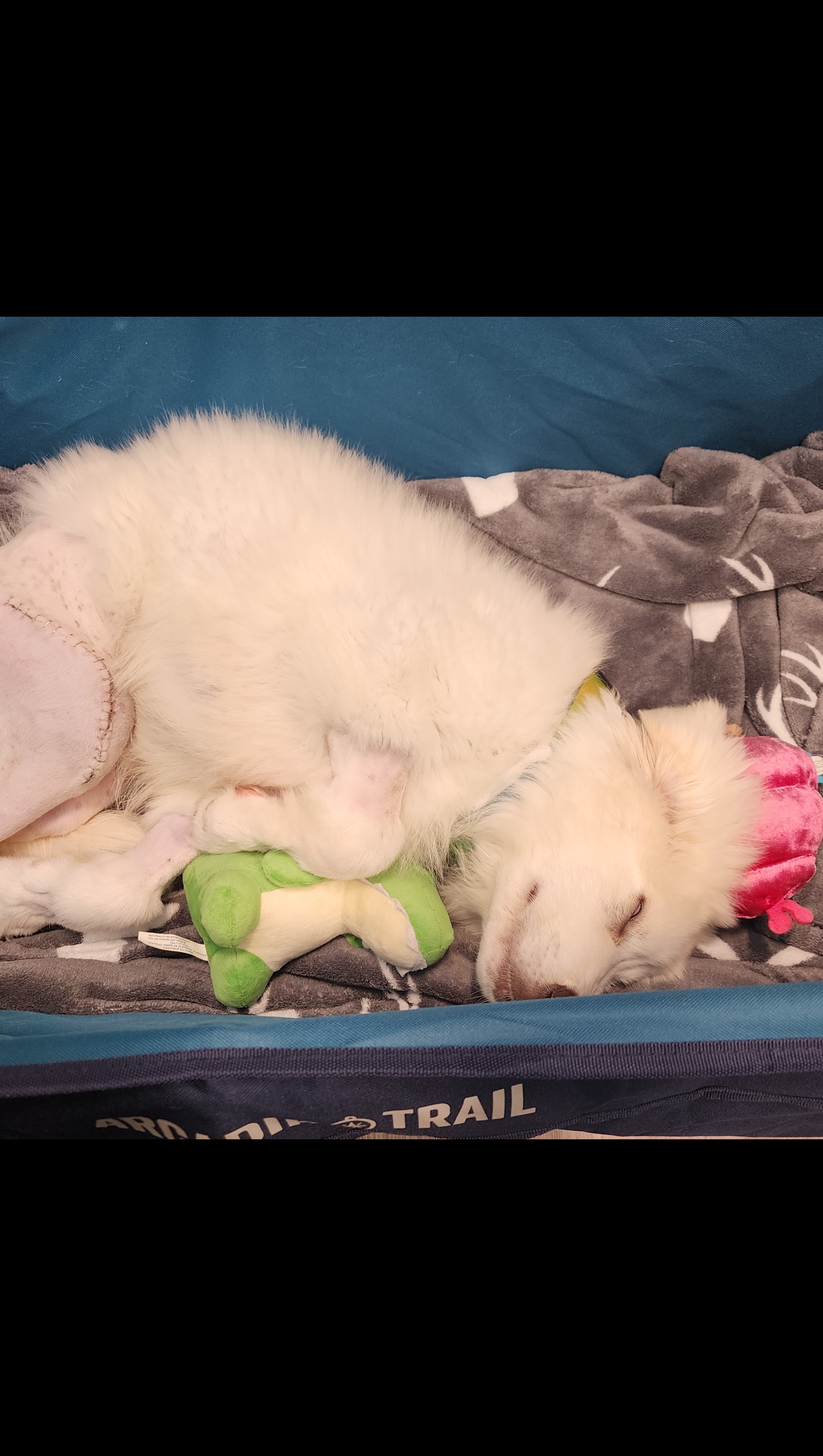 Fundraiser by sierra rommel : Join Everest's Fight for a Second Chance