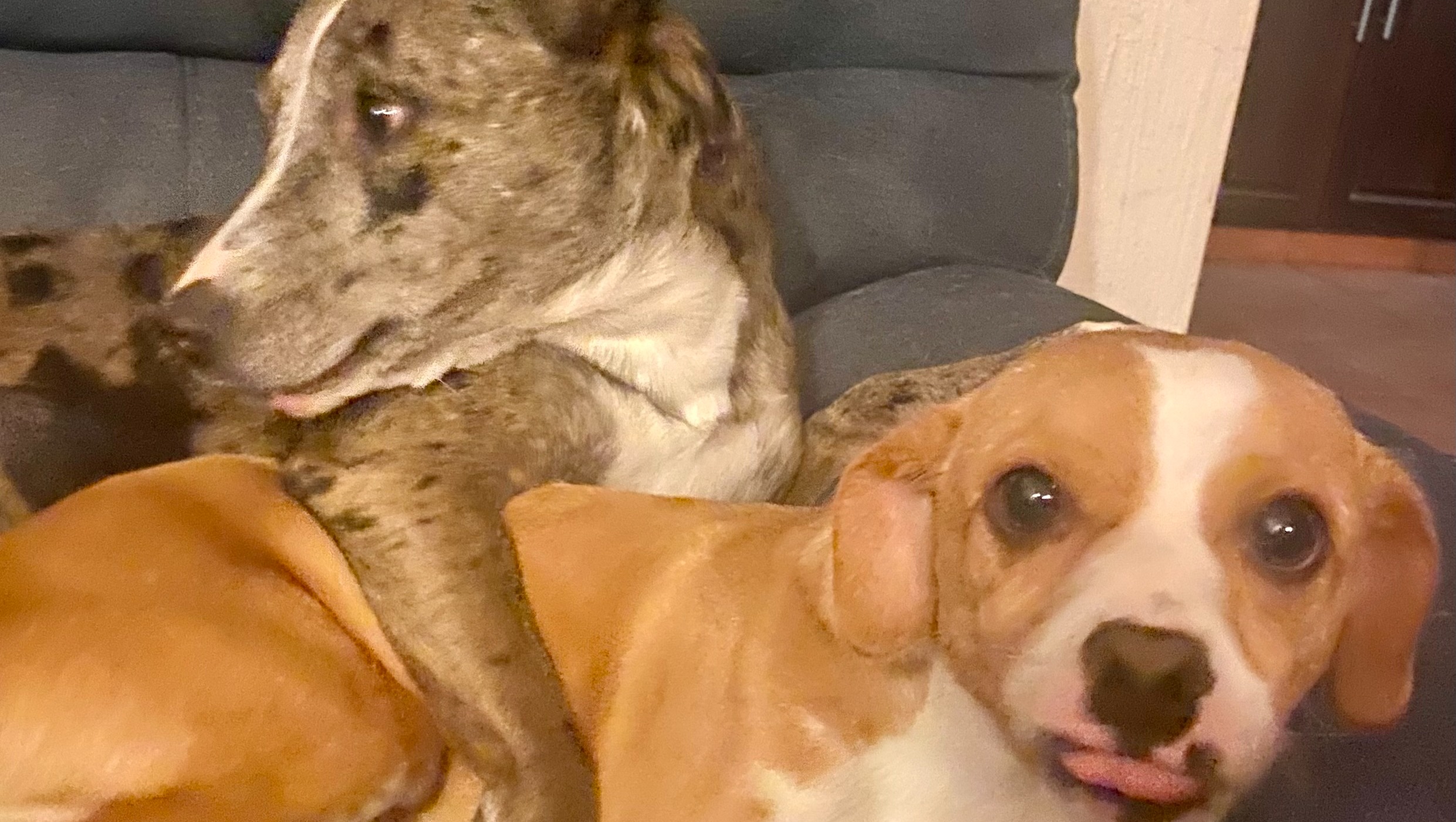 Fundraiser by Kayla Nelms : Support Luna's Journey to Recovery