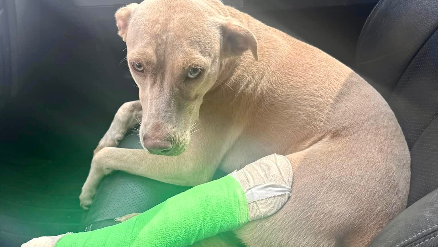 Fundraiser for Maggie Rickard by Elizabeth Treon : Please help fund ...