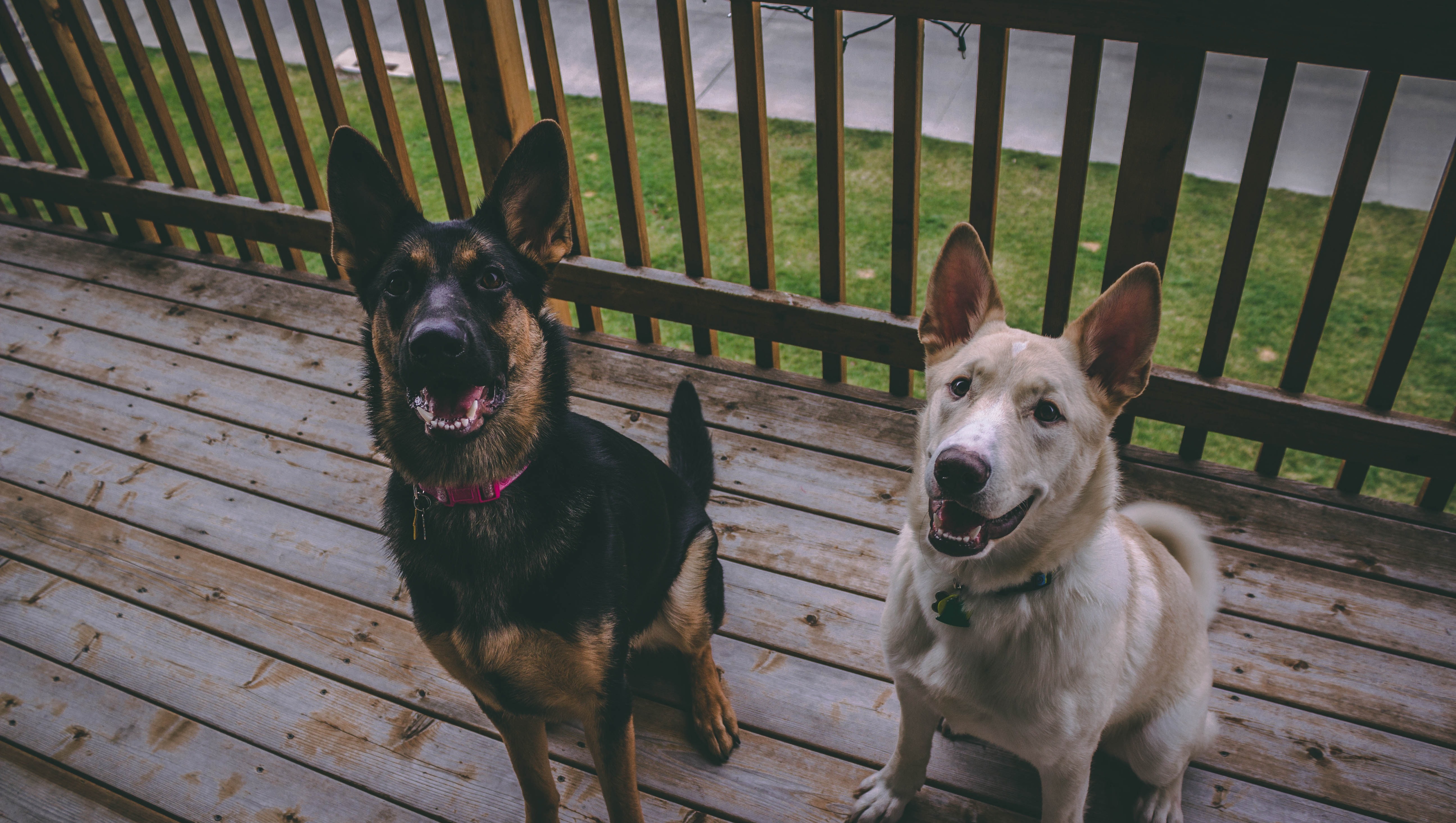 Fundraiser by Christopher Barber : Support Nala's Surgery and Recovery