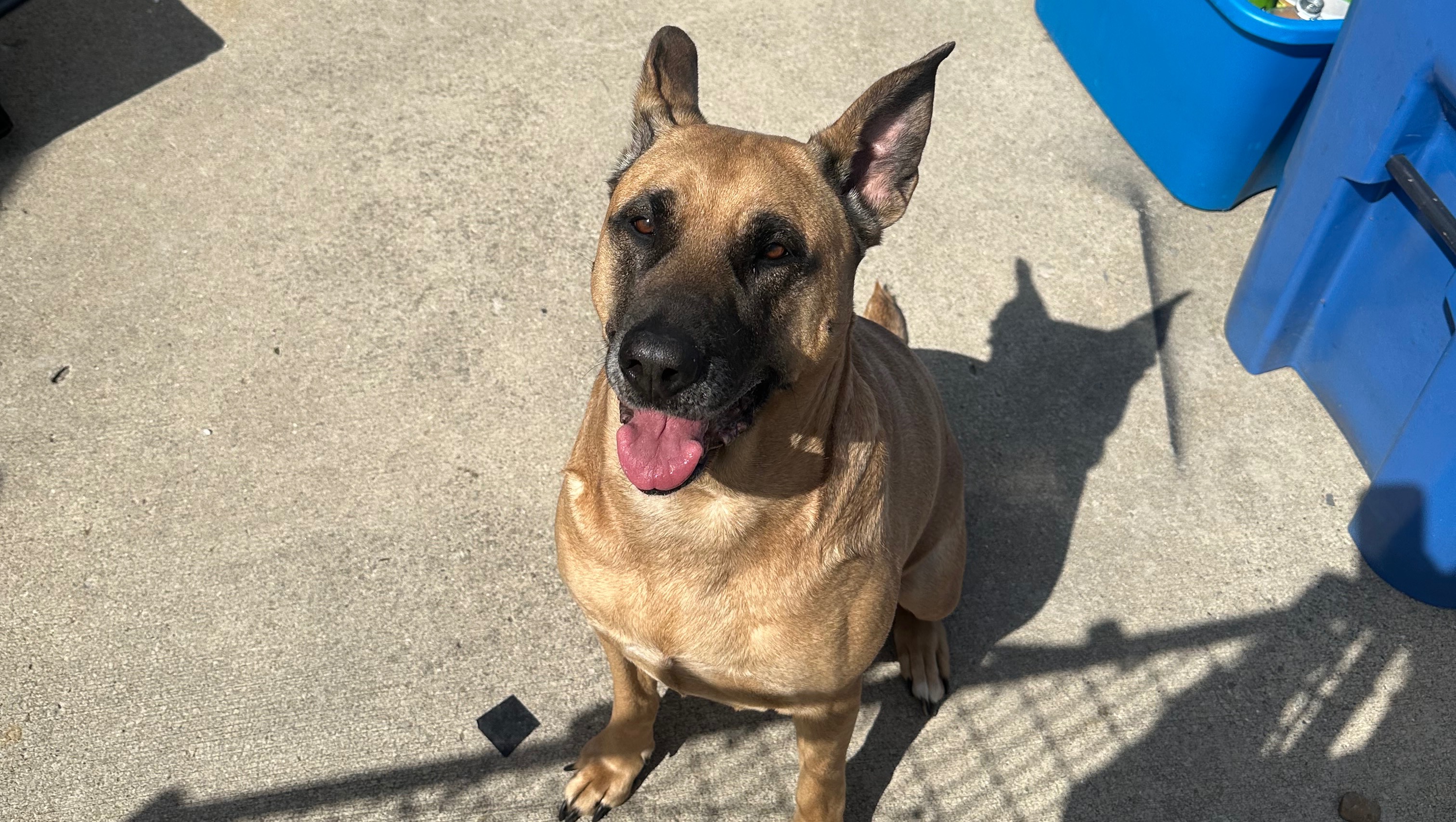 Fundraiser by Paige Alderman : Support Roxy's Journey to Adoption