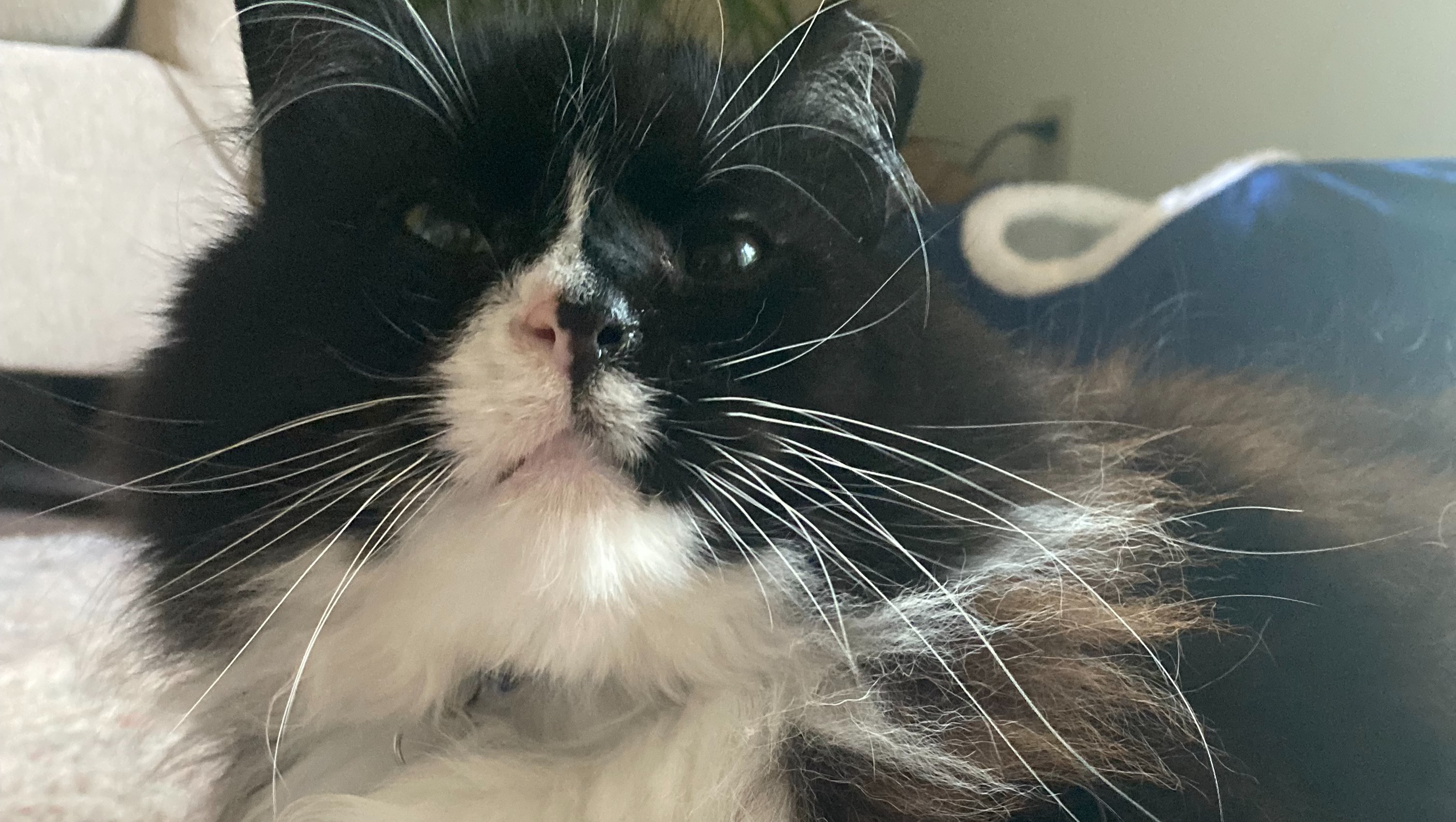Fundraiser by Indira Palmer : Help Mister E. Fluff's Urgent Dental Surgery