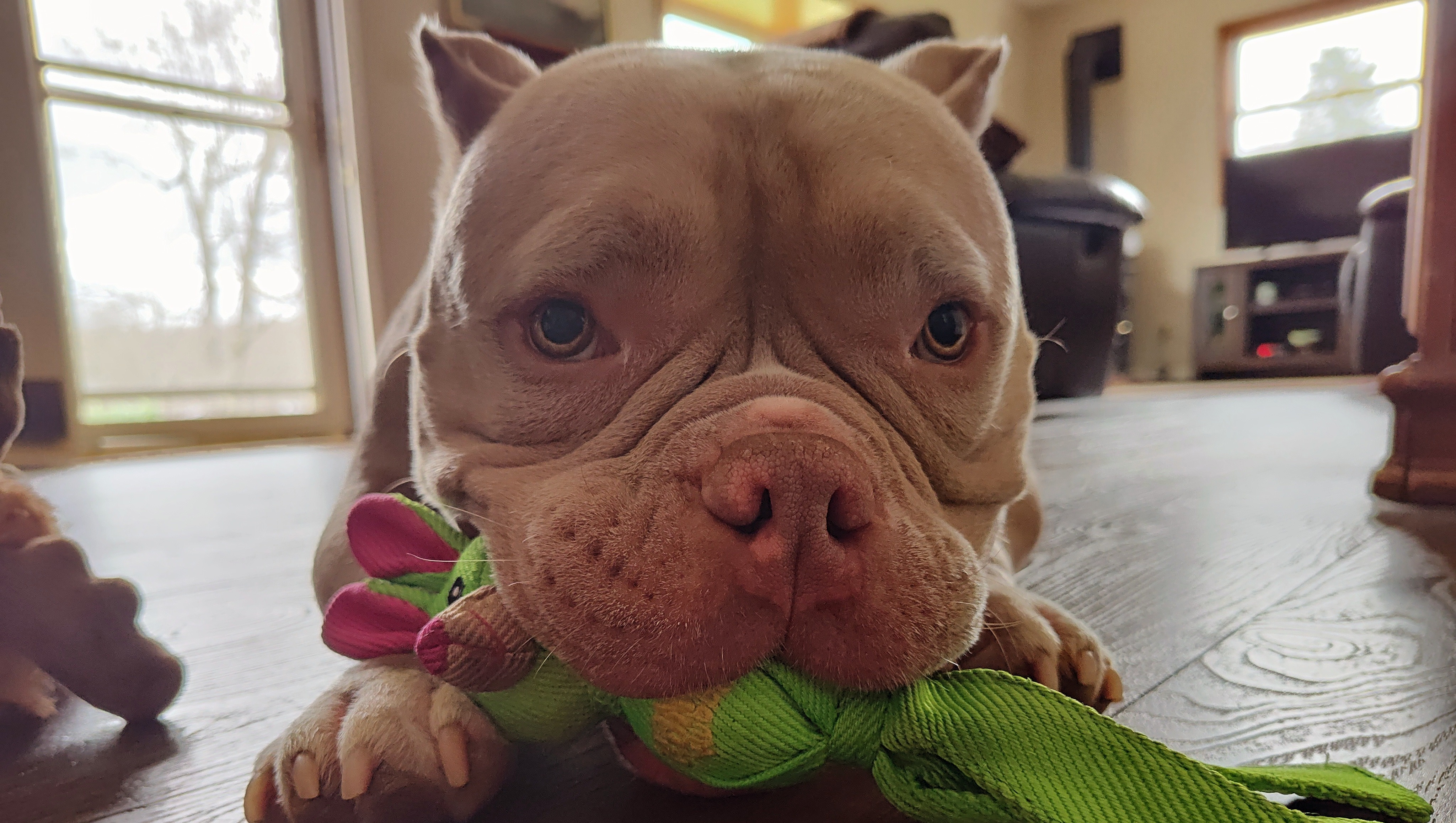 Fundraiser by Timothy Daigle : Join Us in Helping Our Pup's Recovery ...