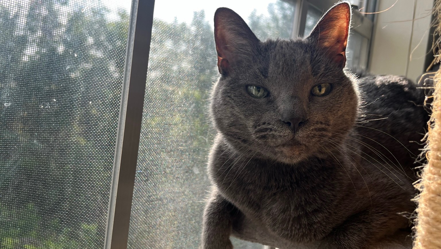 Fundraiser by Melissa Rubino : Leia’s Medical Expenses and Support