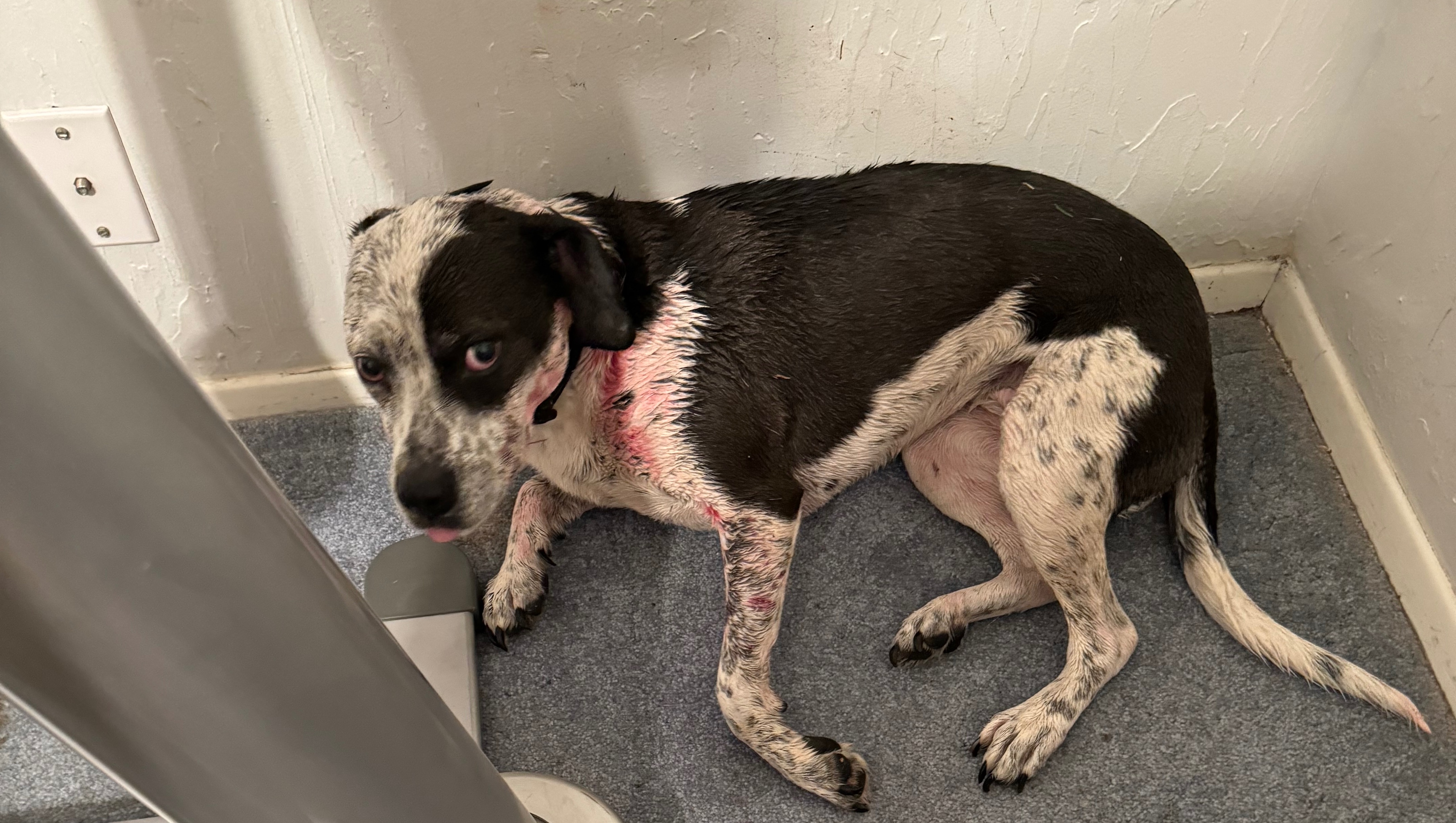 Fundraiser by Justin Weaver : Help Delta with her surgery and recovery ...