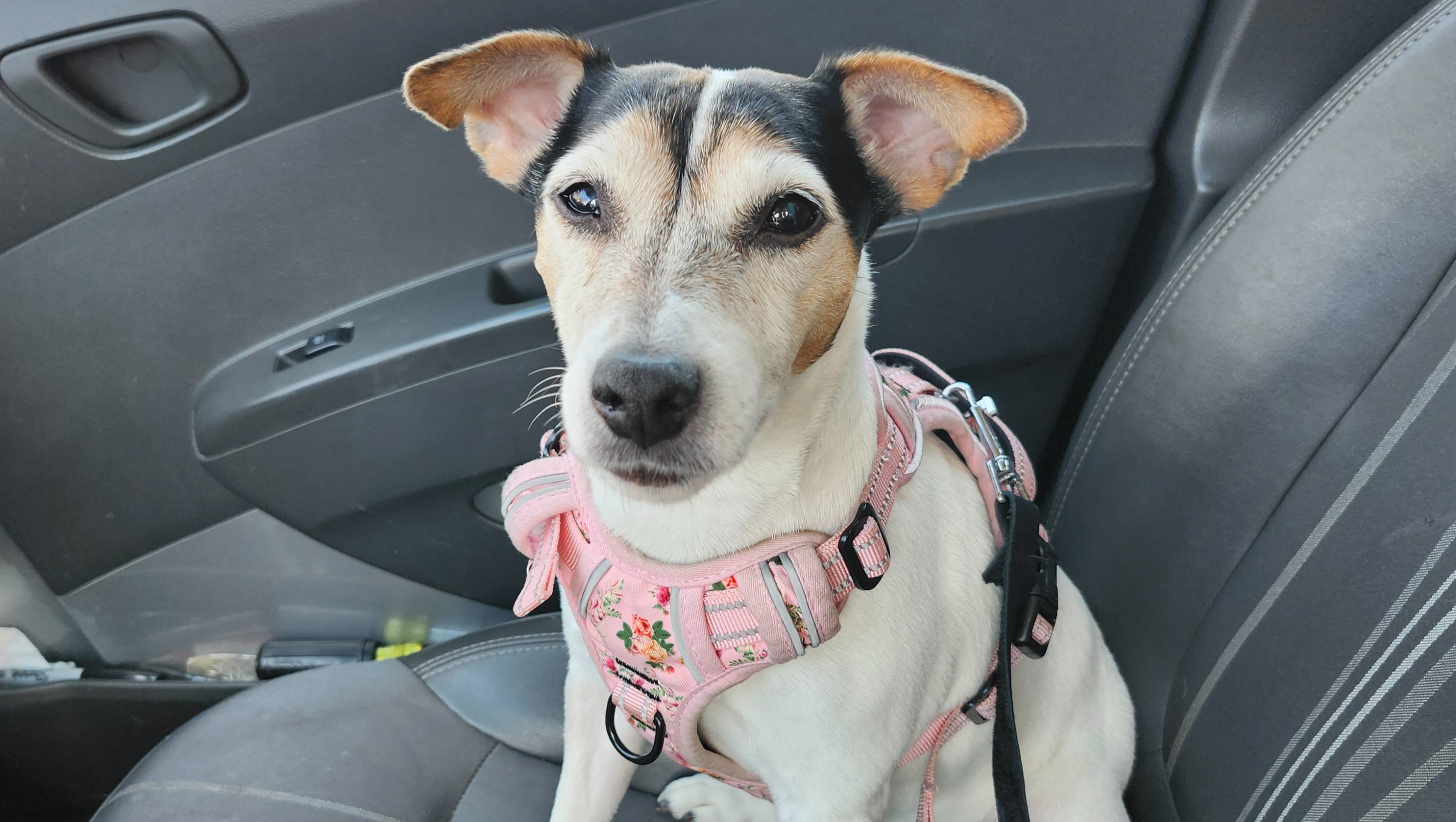 Fundraiser by Miranda M : Help Becki, the Jack Russell, Stay Healthy