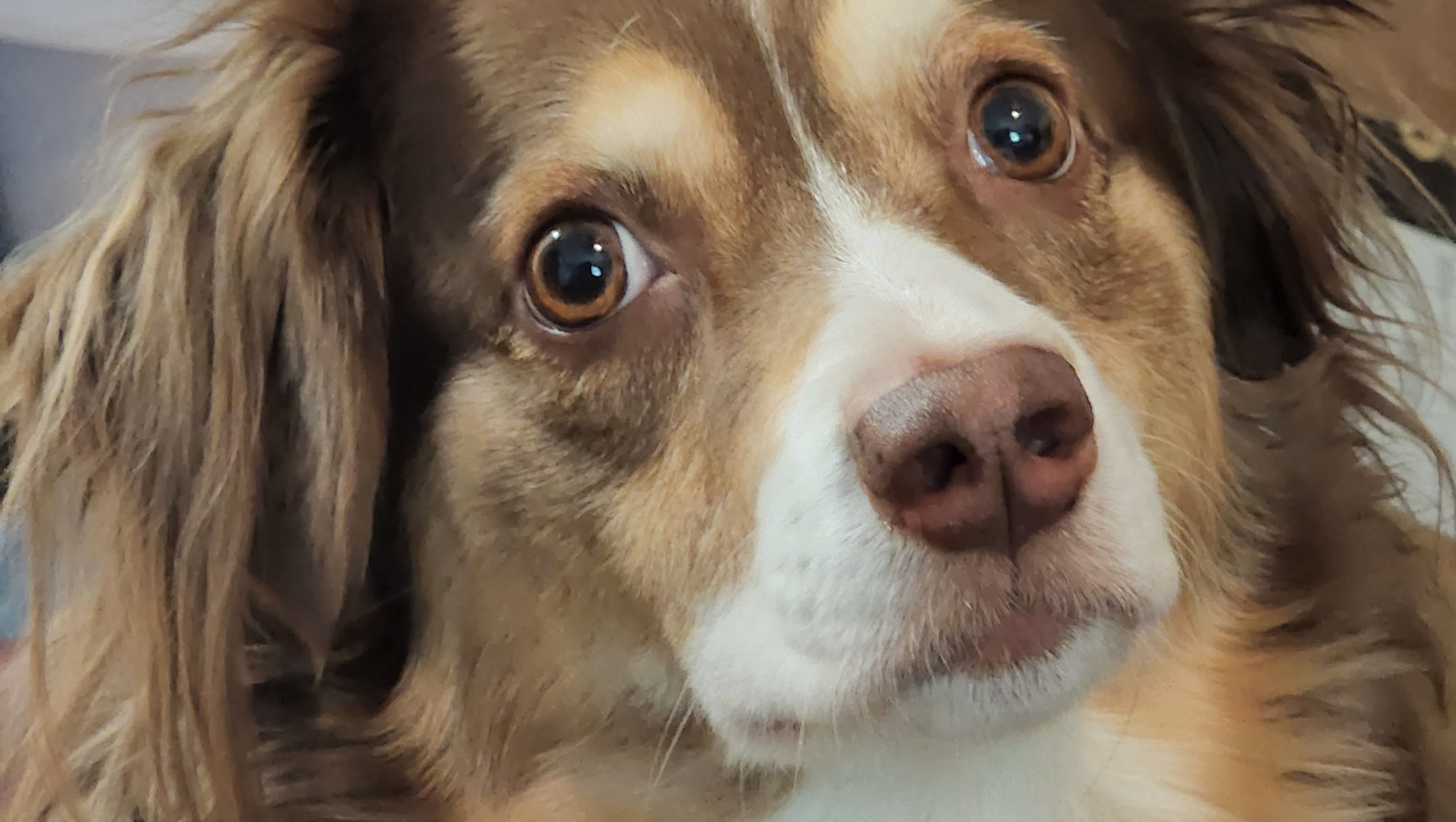 Fundraiser by Kyle Rodriguez : Support Rhylee's Fight Against ITP