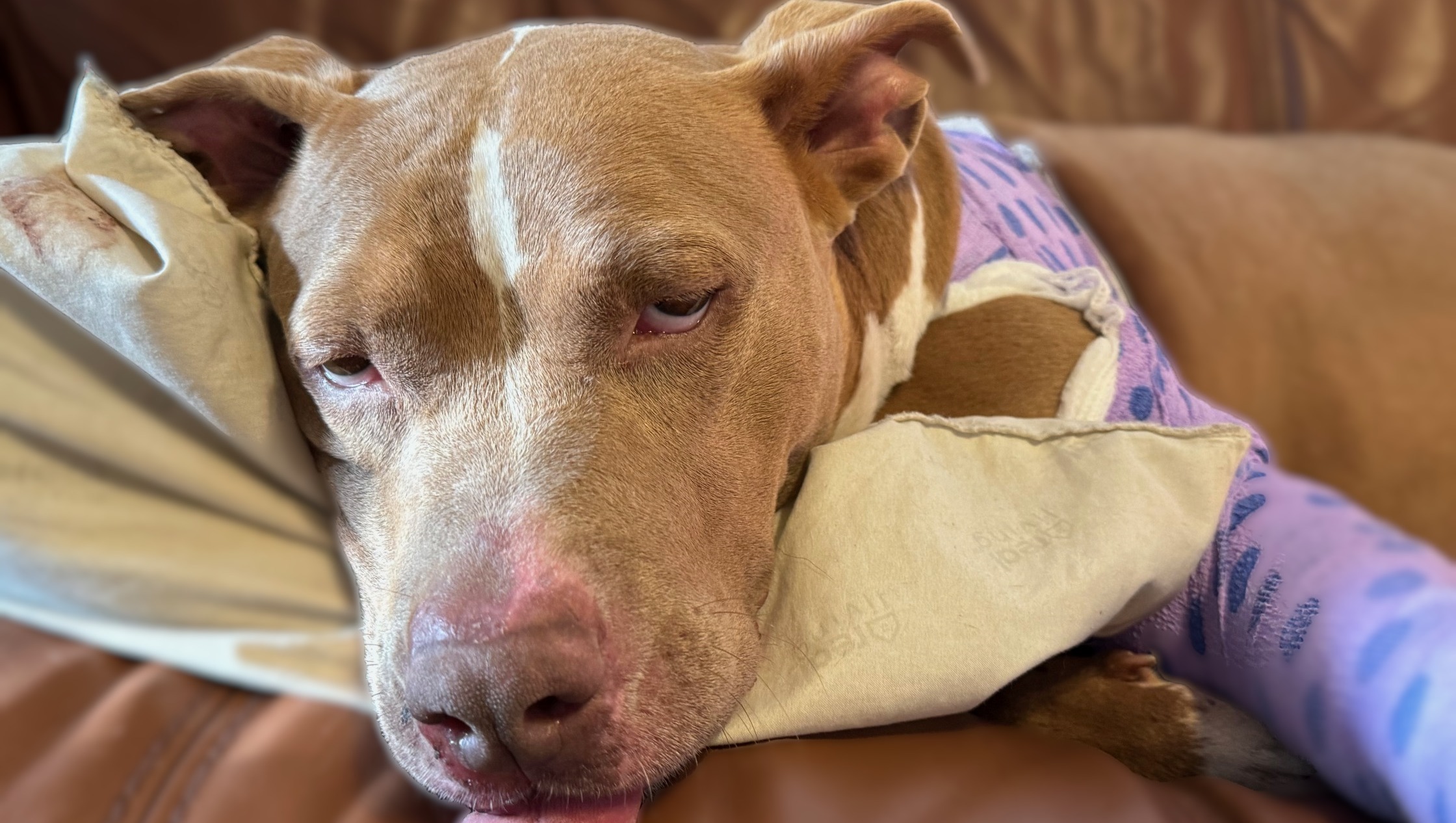 Fundraiser by Jack Landers : Help Jamie Heal: A Rescued Pit Bull's ...