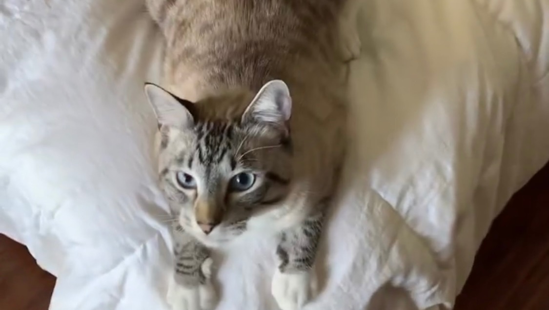 Fundraiser by devin dijkstra : Cinder’s hospital and cremation expenses